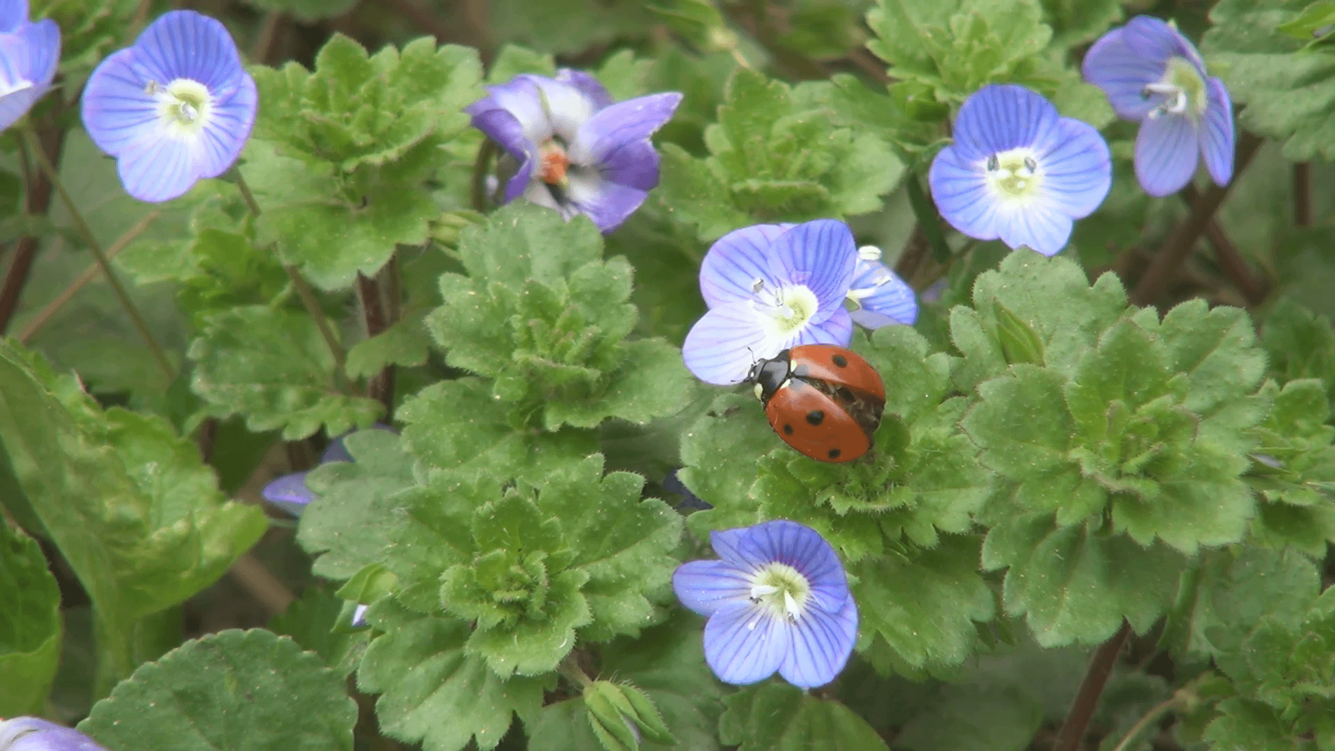 Blossoms Berries Bug Wallpapers - Wallpaper Cave