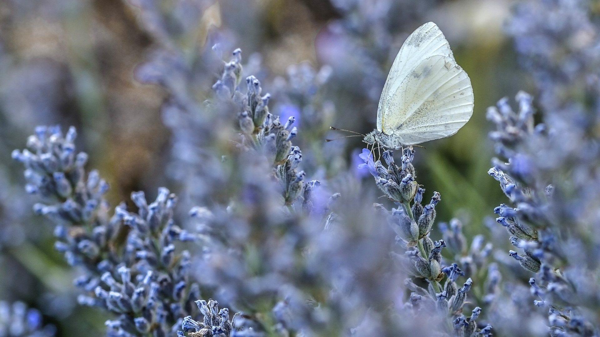 Lavender And Butterflies Wallpapers - Wallpaper Cave