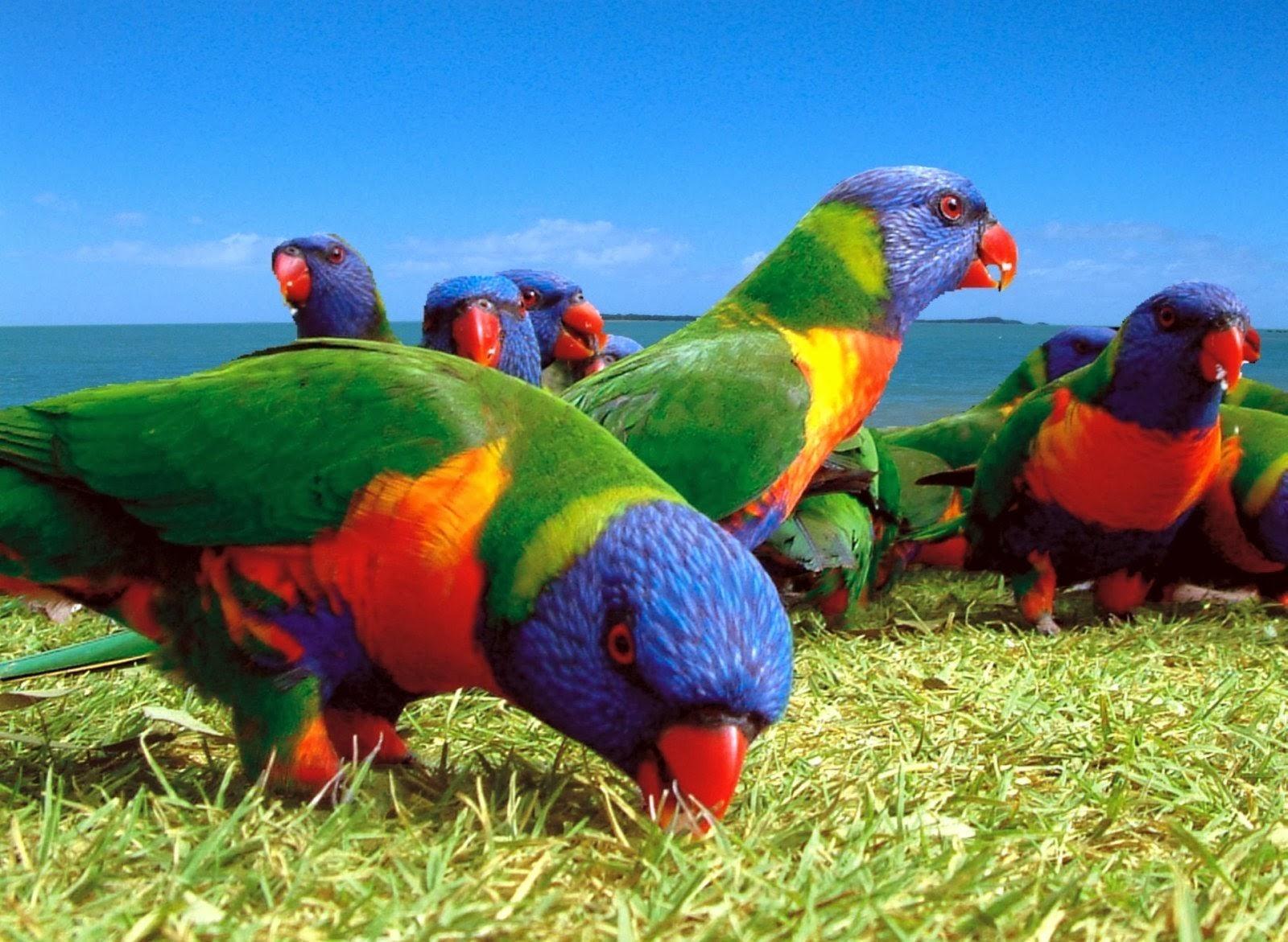 Parrot Paradise Wallpapers - Wallpaper Cave