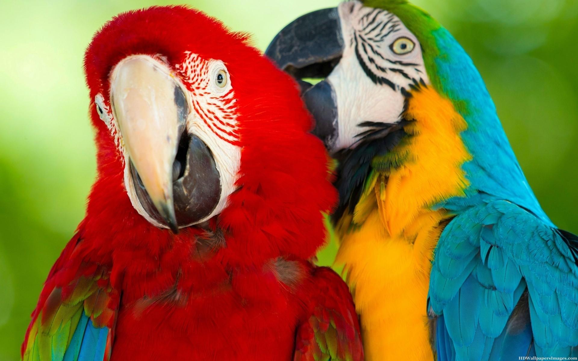Parrot Paradise Wallpapers - Wallpaper Cave