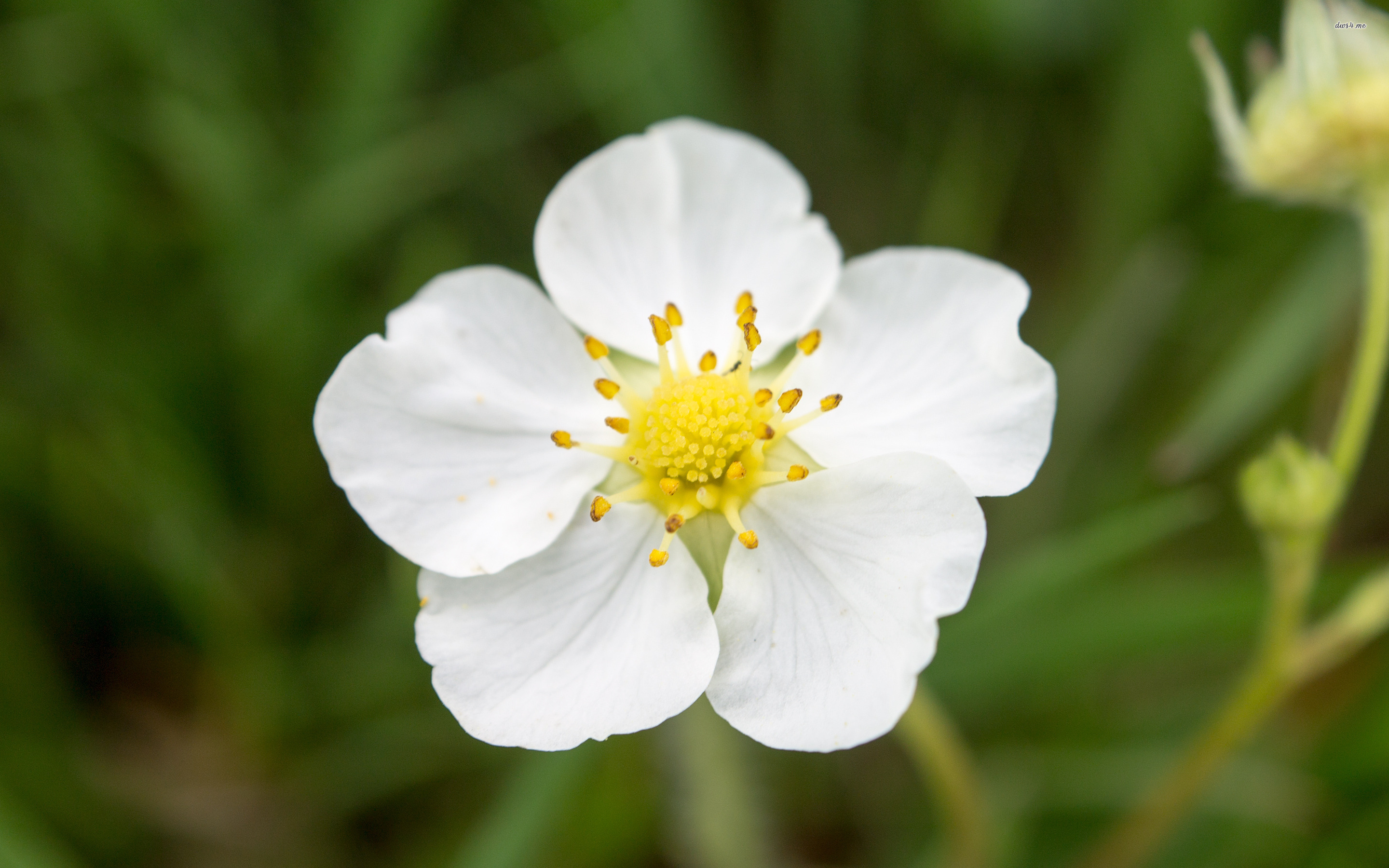 Strawberry Flower Wallpapers - Wallpaper Cave