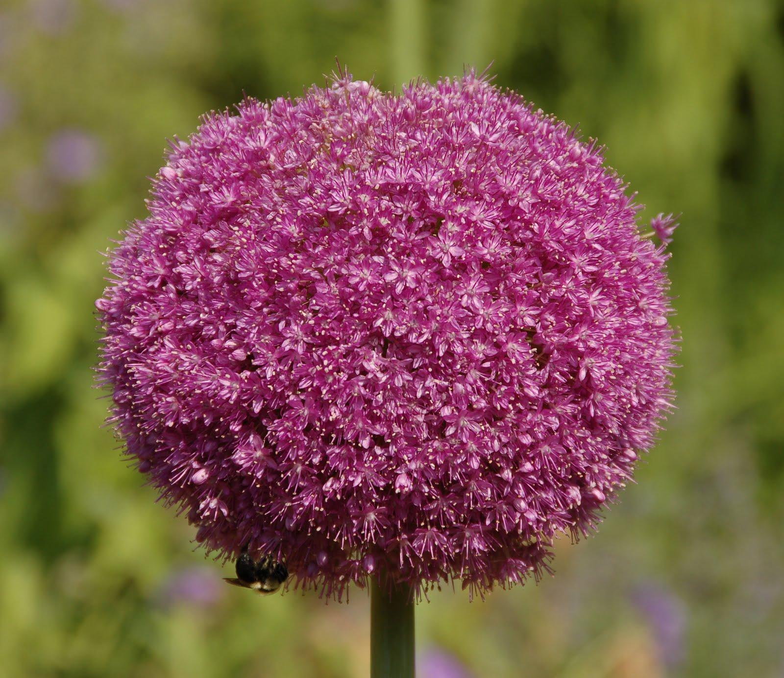 Allium Flowers Wallpapers - Wallpaper Cave