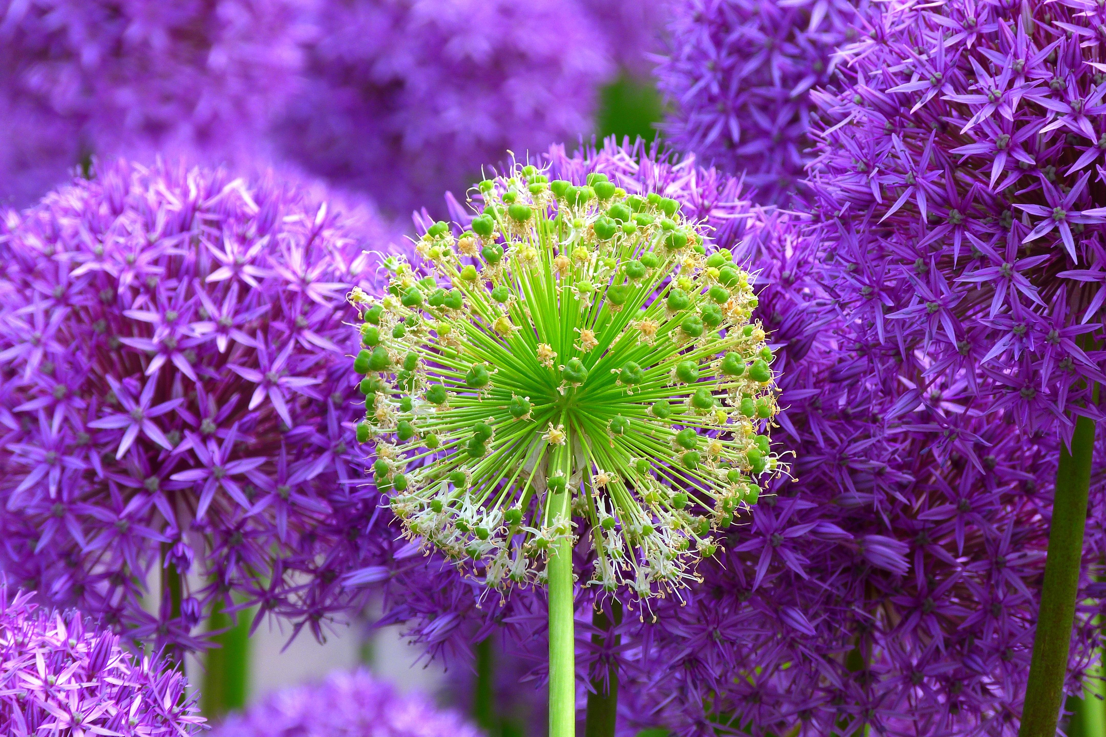 Allium Flowers Wallpapers - Wallpaper Cave