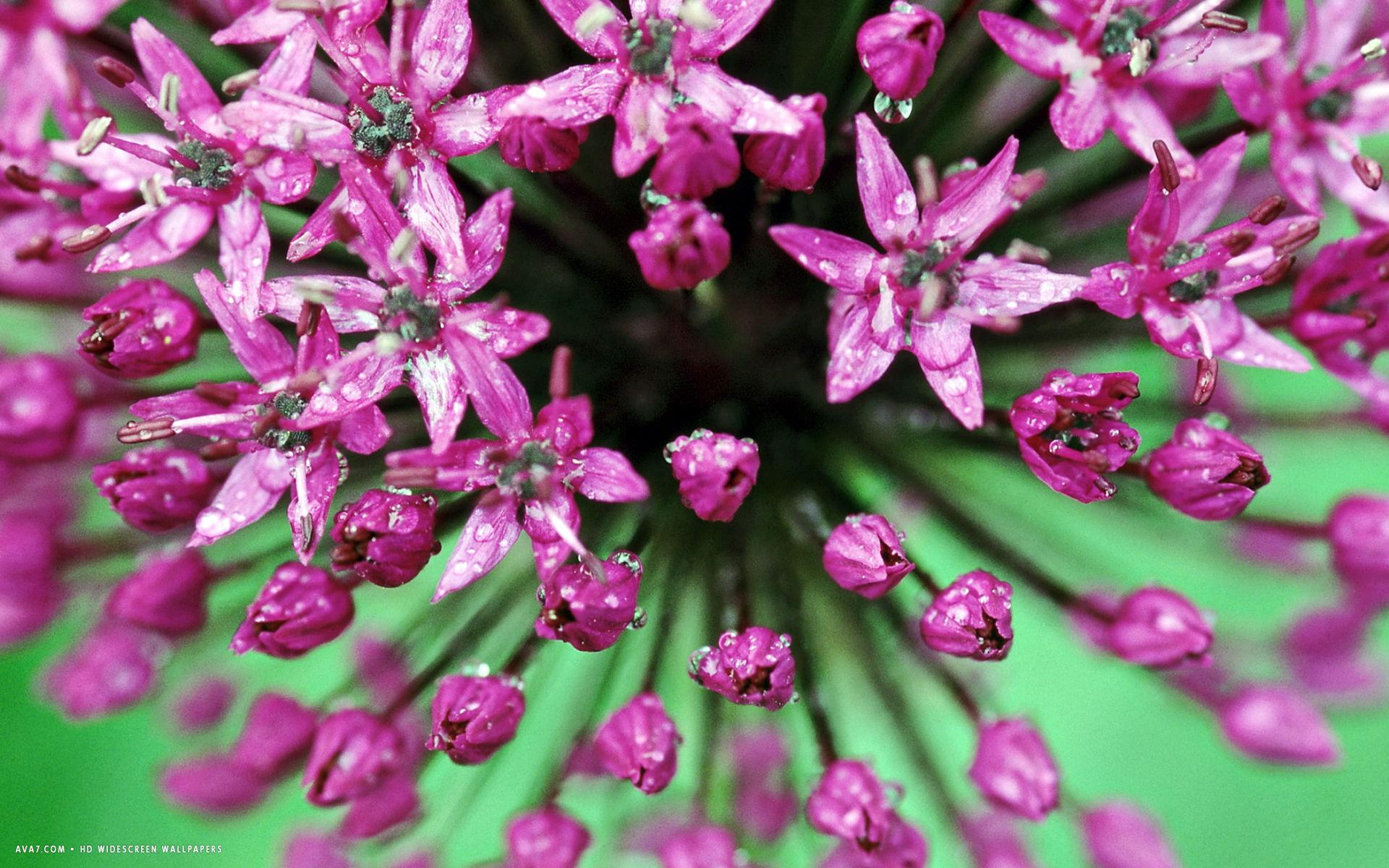 Allium Flowers Wallpapers - Wallpaper Cave