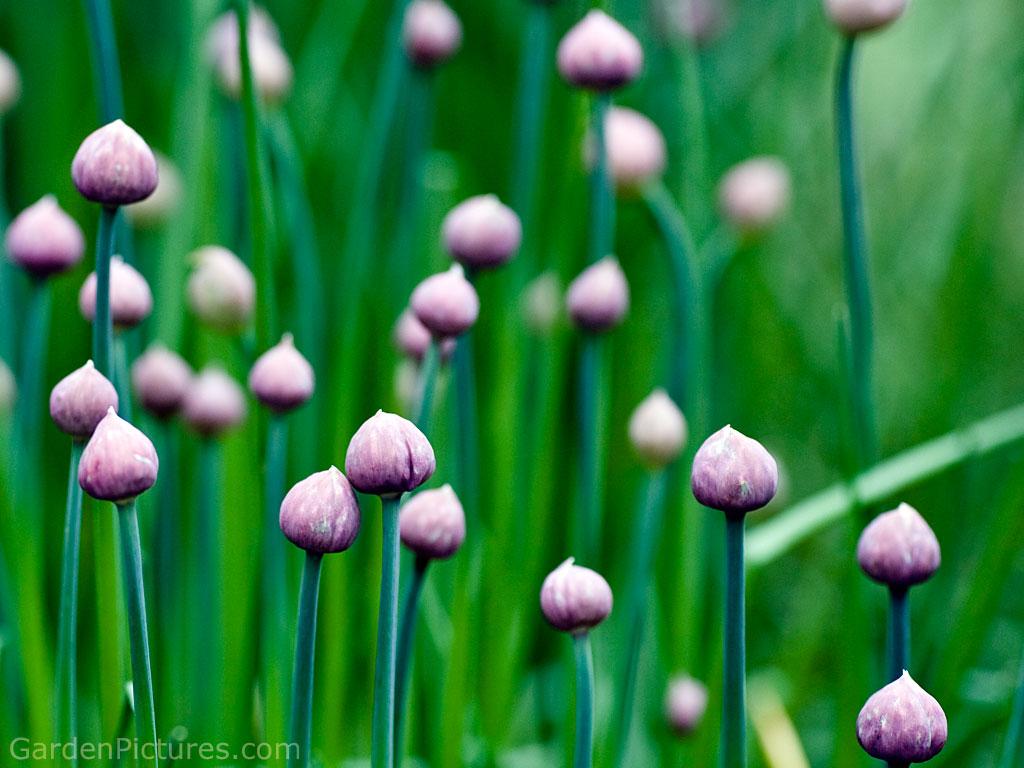 Allium Flowers Wallpapers - Wallpaper Cave