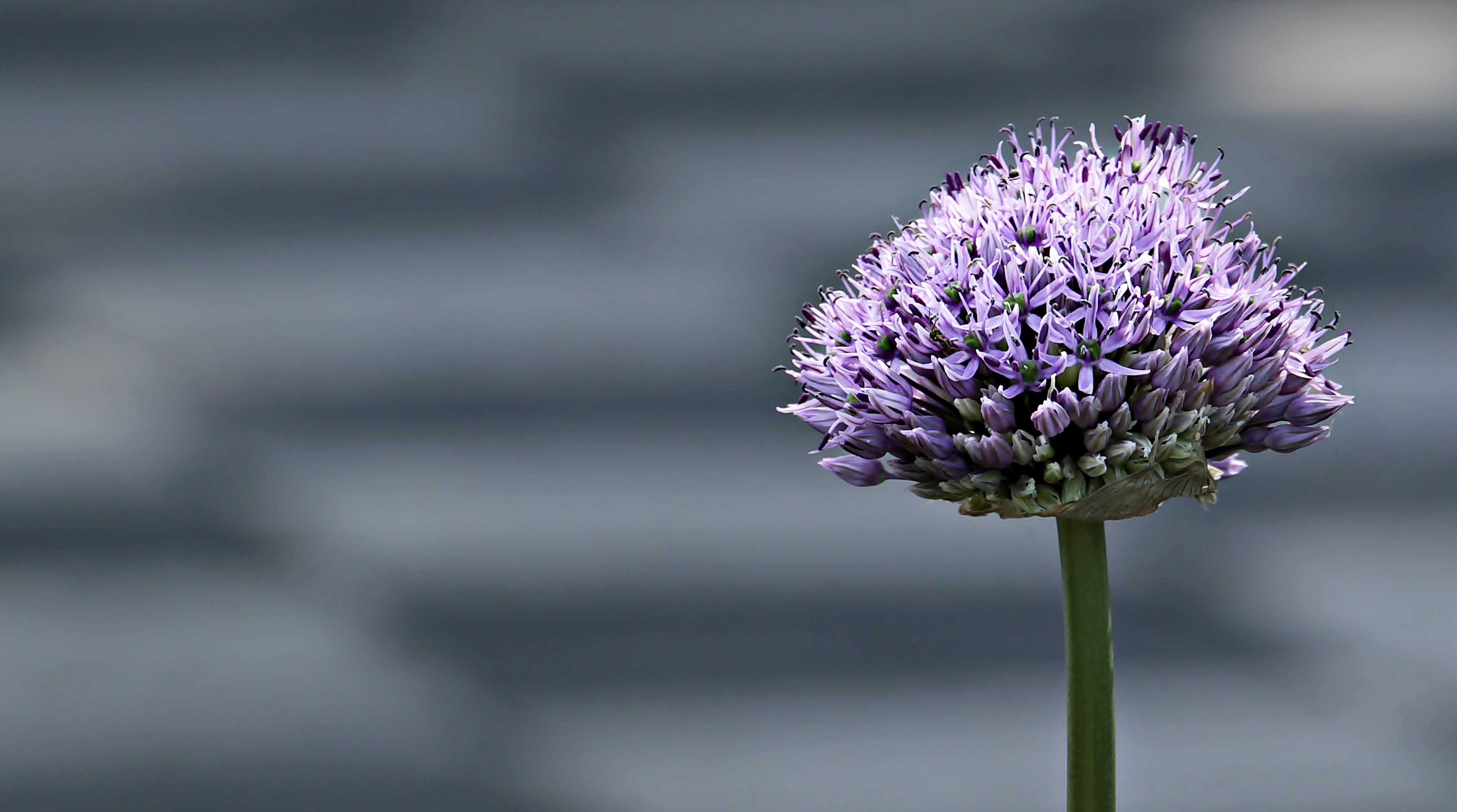 Allium Flowers Wallpapers - Wallpaper Cave