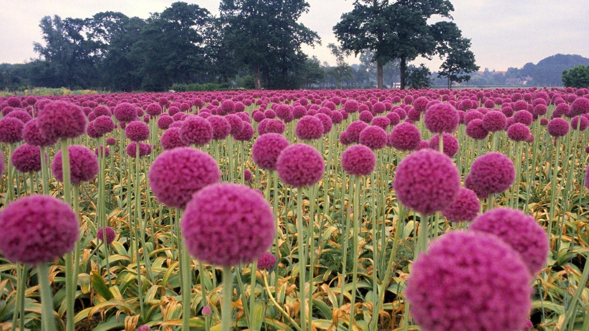 Allium Flower Garden Wallpapers - Wallpaper Cave