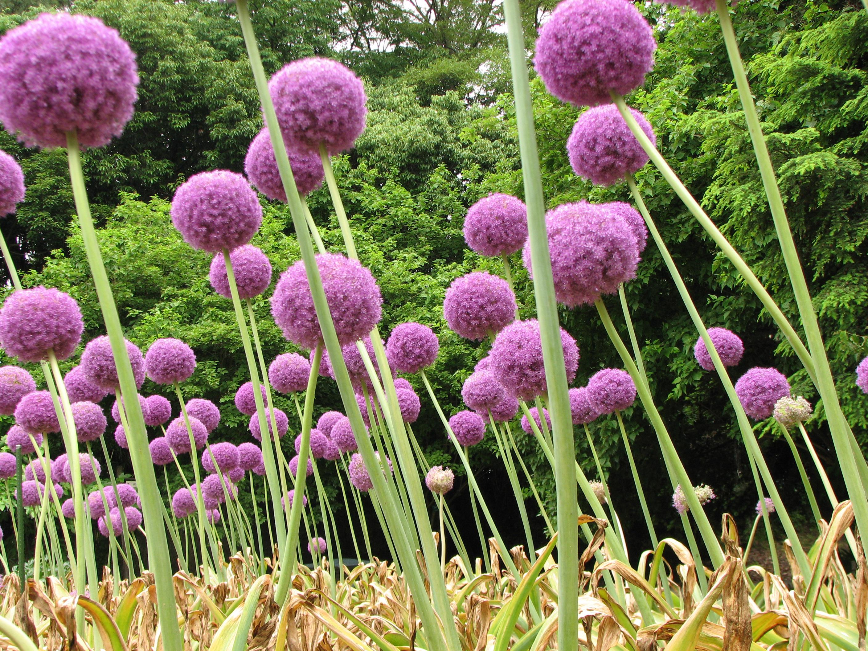 Allium Flowers Wallpapers - Wallpaper Cave