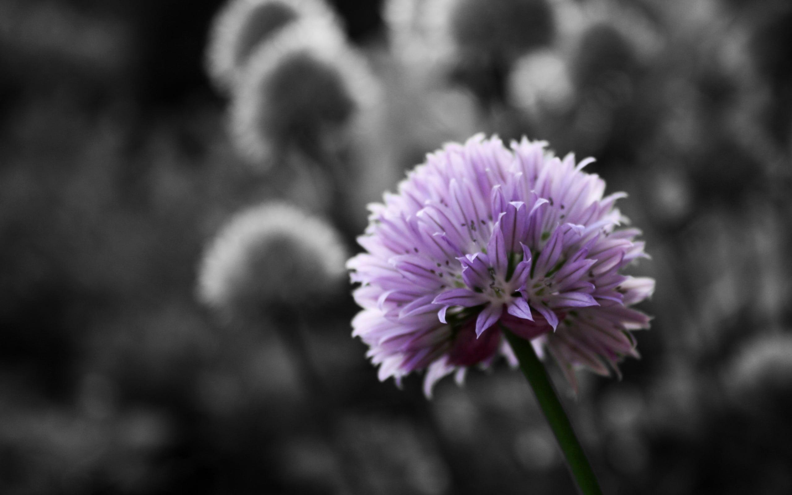 Allium Flowers Wallpapers - Wallpaper Cave