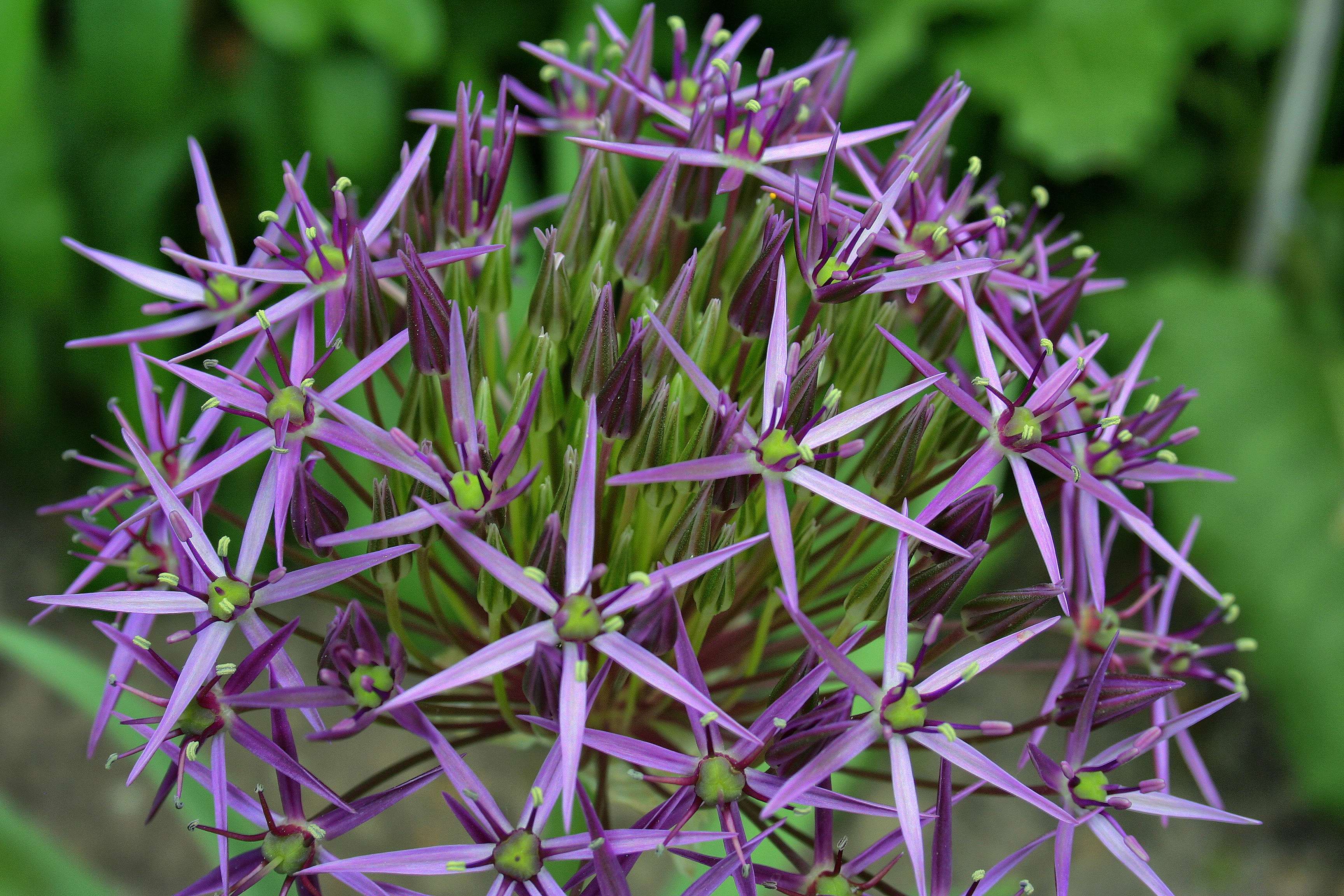 Allium Flowers Wallpapers - Wallpaper Cave