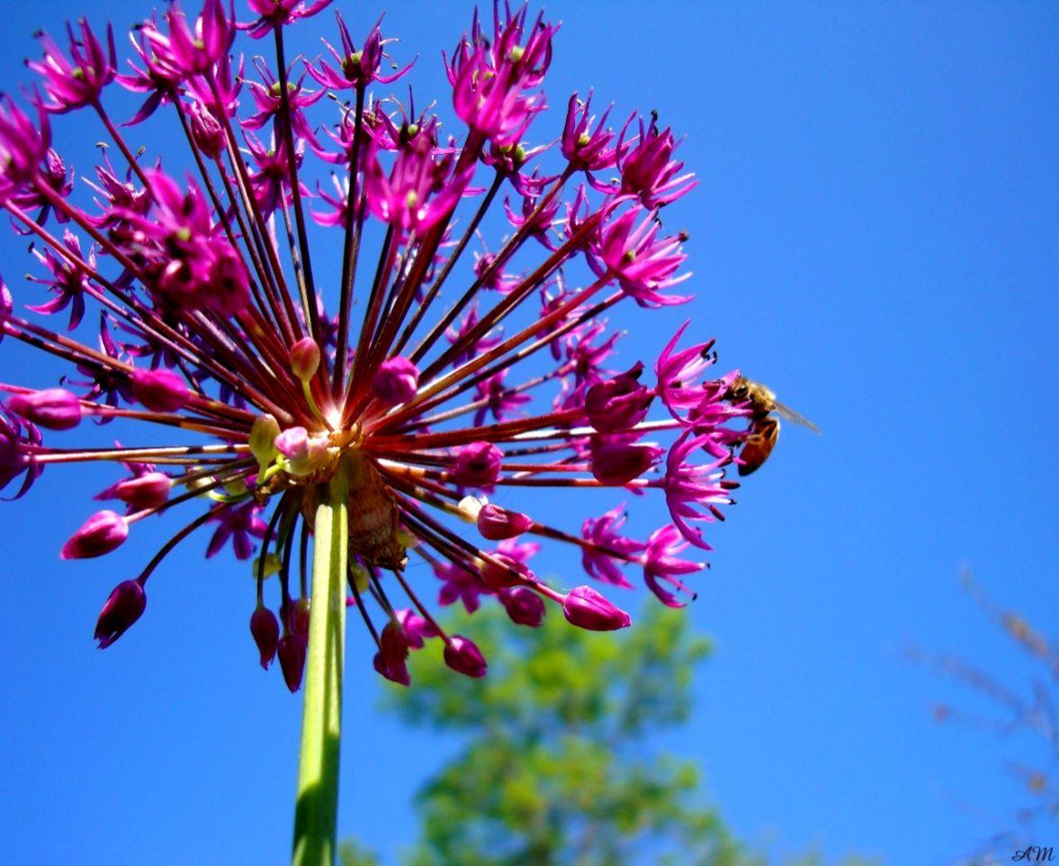 Allium Flowers Wallpapers - Wallpaper Cave