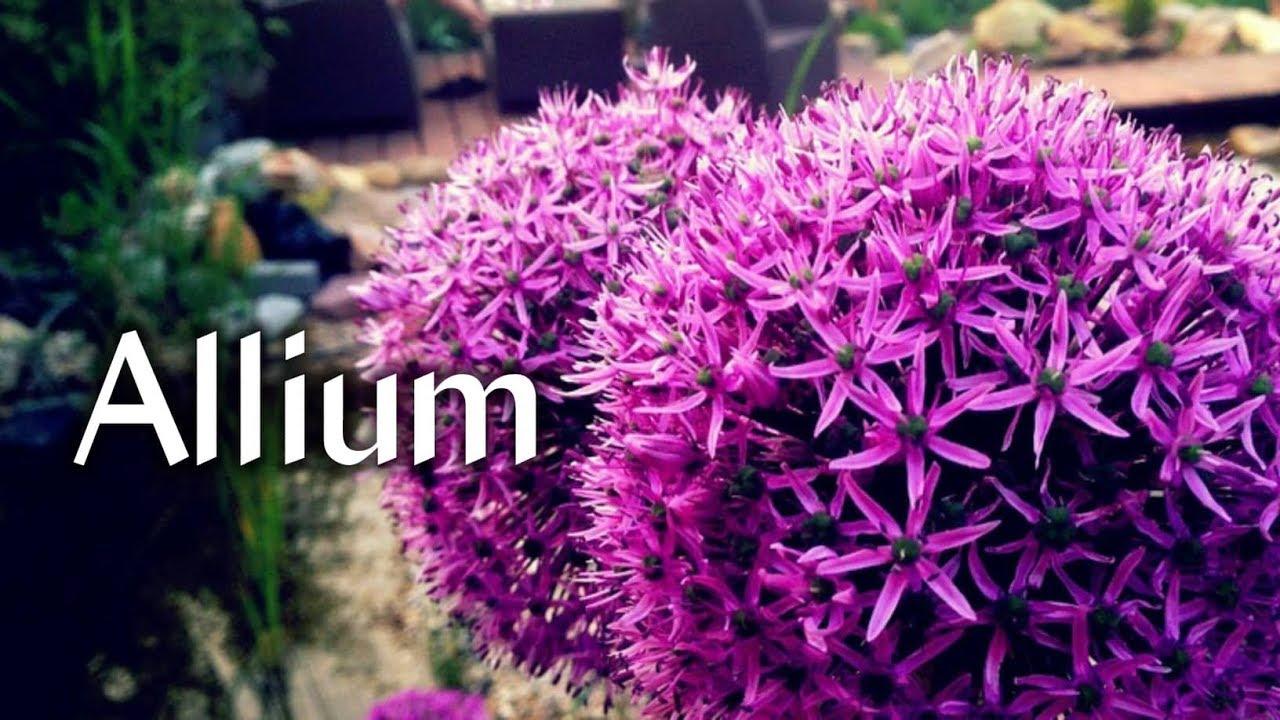 Allium Flower Garden Wallpapers - Wallpaper Cave