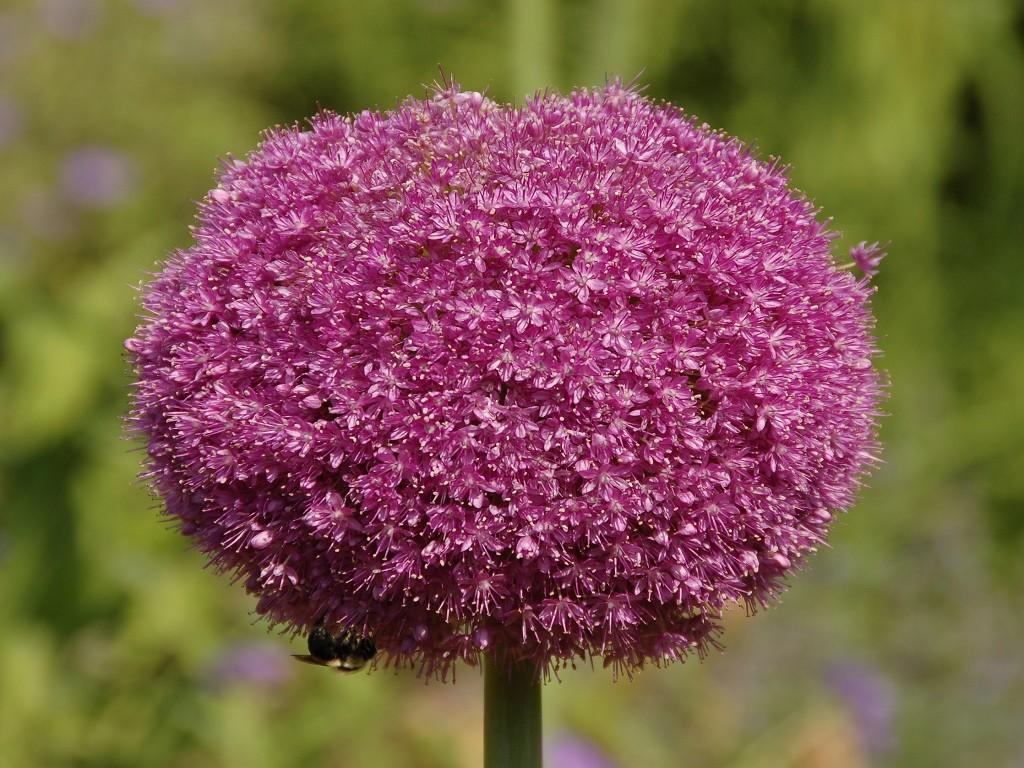 Allium Flower Garden Wallpapers - Wallpaper Cave