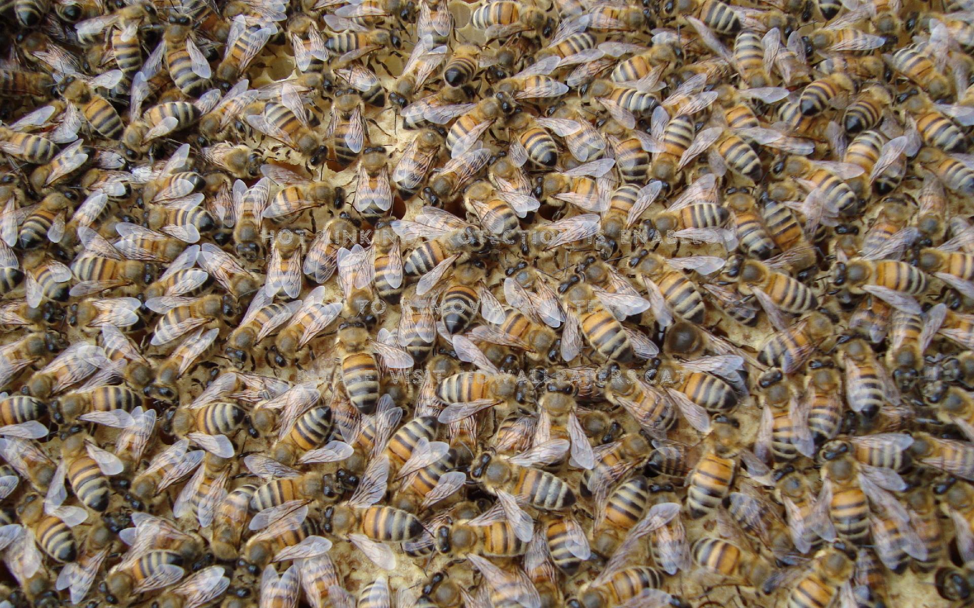 Swarm Wallpapers - Wallpaper Cave