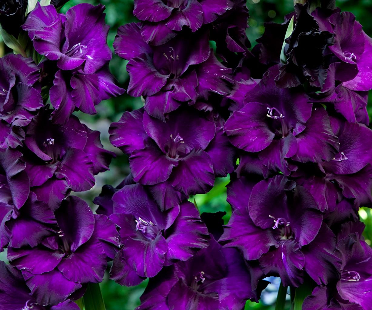 Violet Snapdragons Wallpapers - Wallpaper Cave