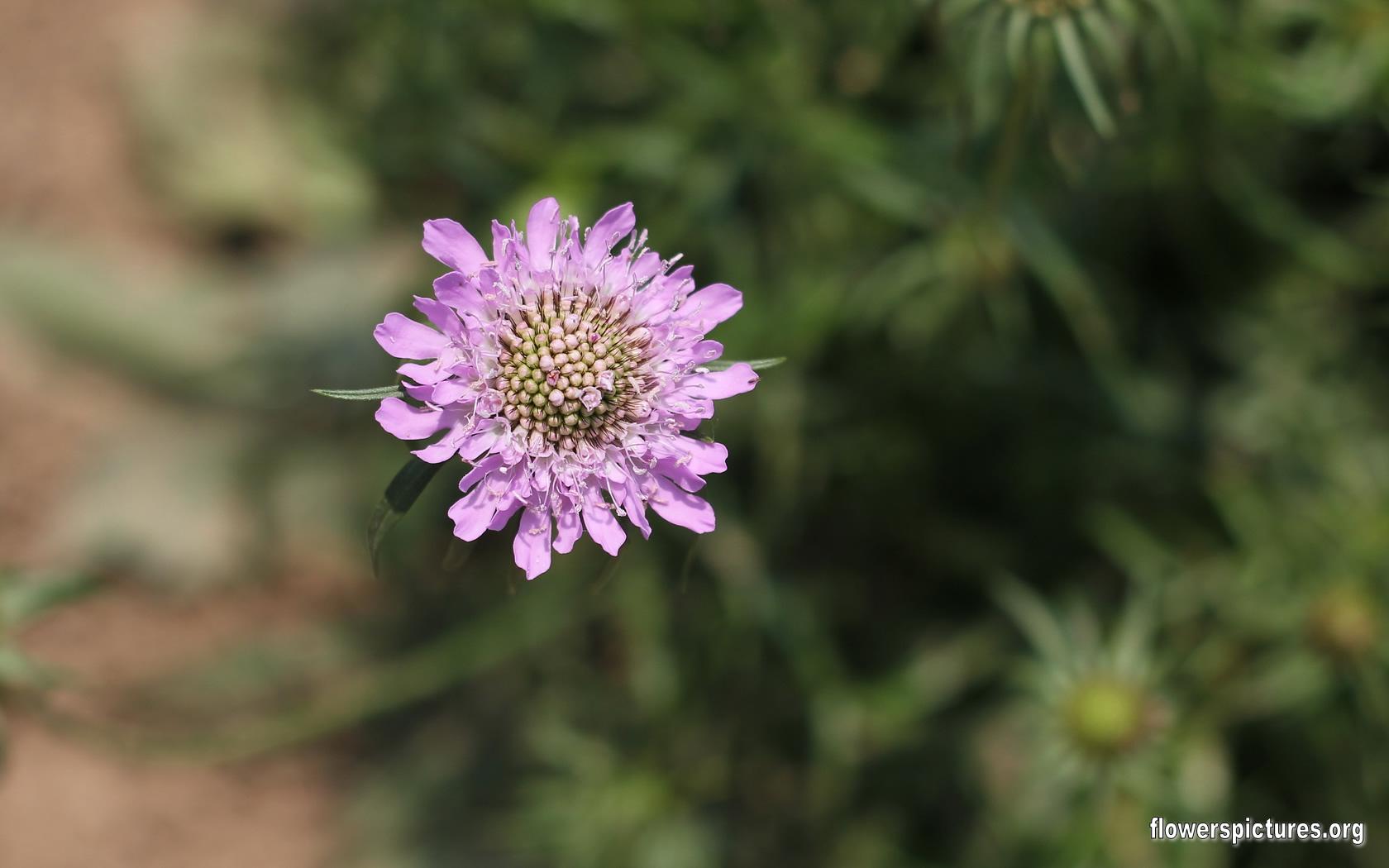 Pincushion Flowers Wallpapers - Wallpaper Cave