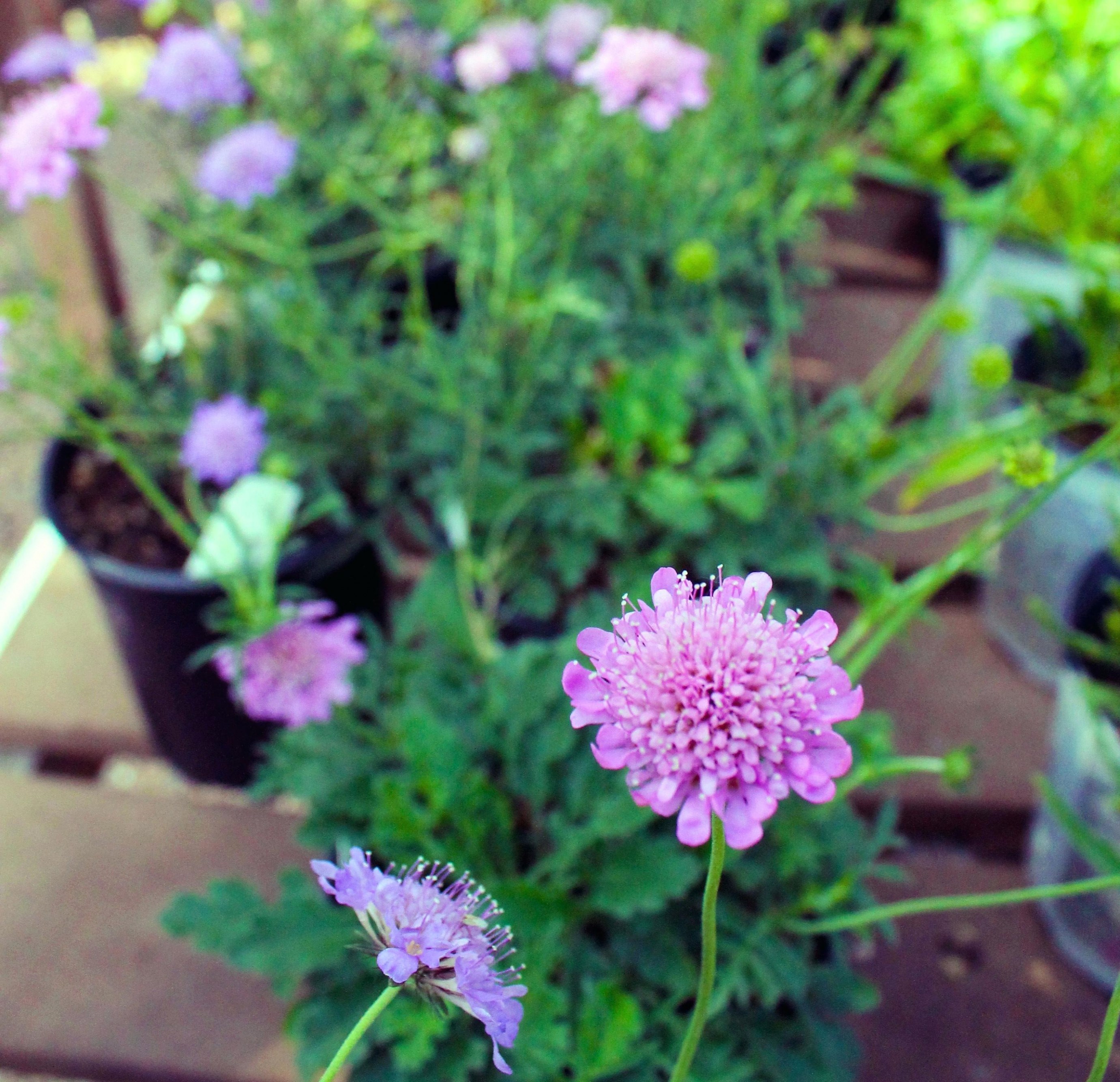 Pincushion Flowers Wallpapers - Wallpaper Cave