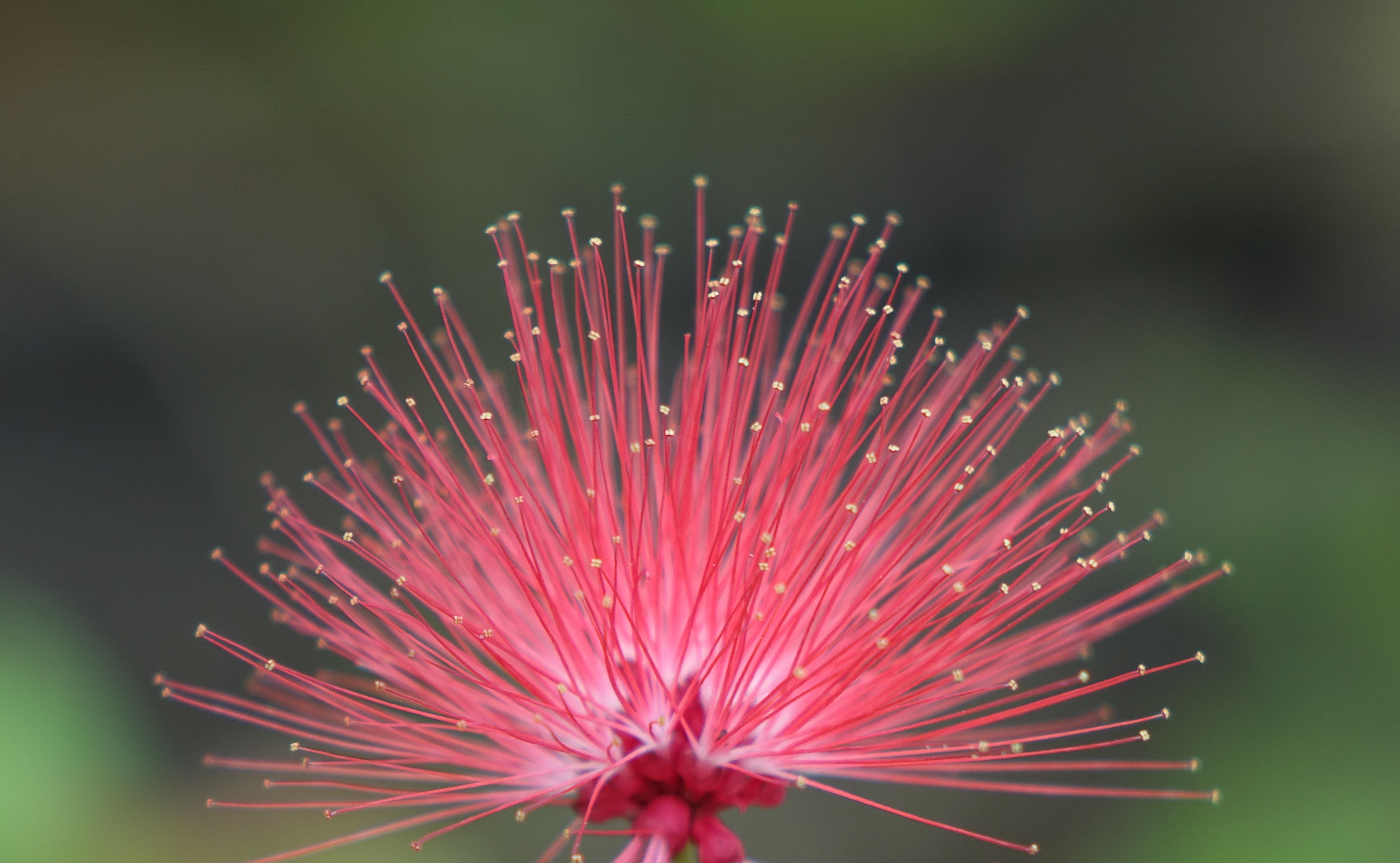 Pincushion Flowers Wallpapers - Wallpaper Cave
