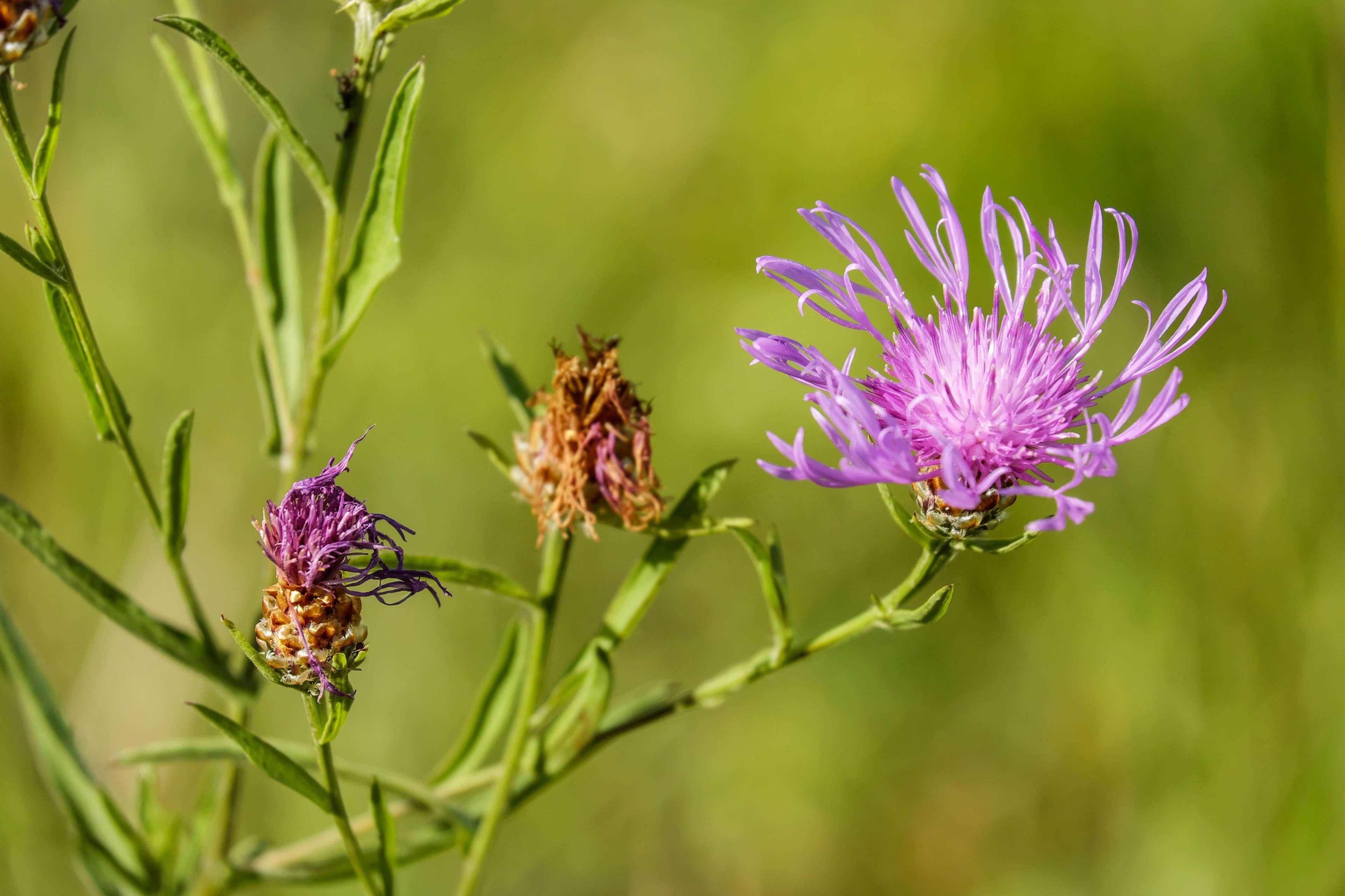 Pincushion Flowers Wallpapers - Wallpaper Cave