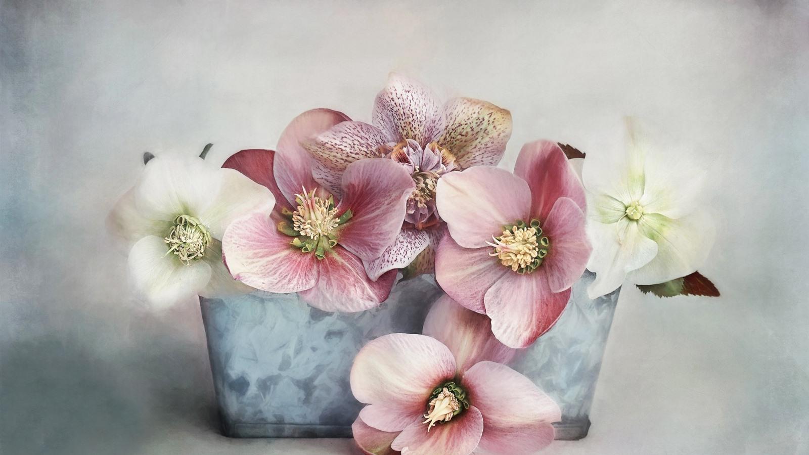 Pink Malva Wallpapers - Wallpaper Cave