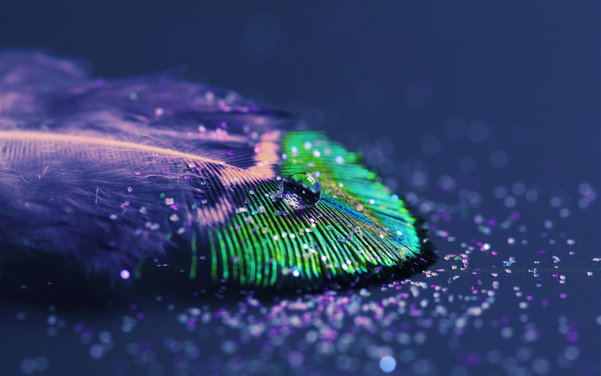 Beauty Peacock Wallpapers Wallpaper Cave