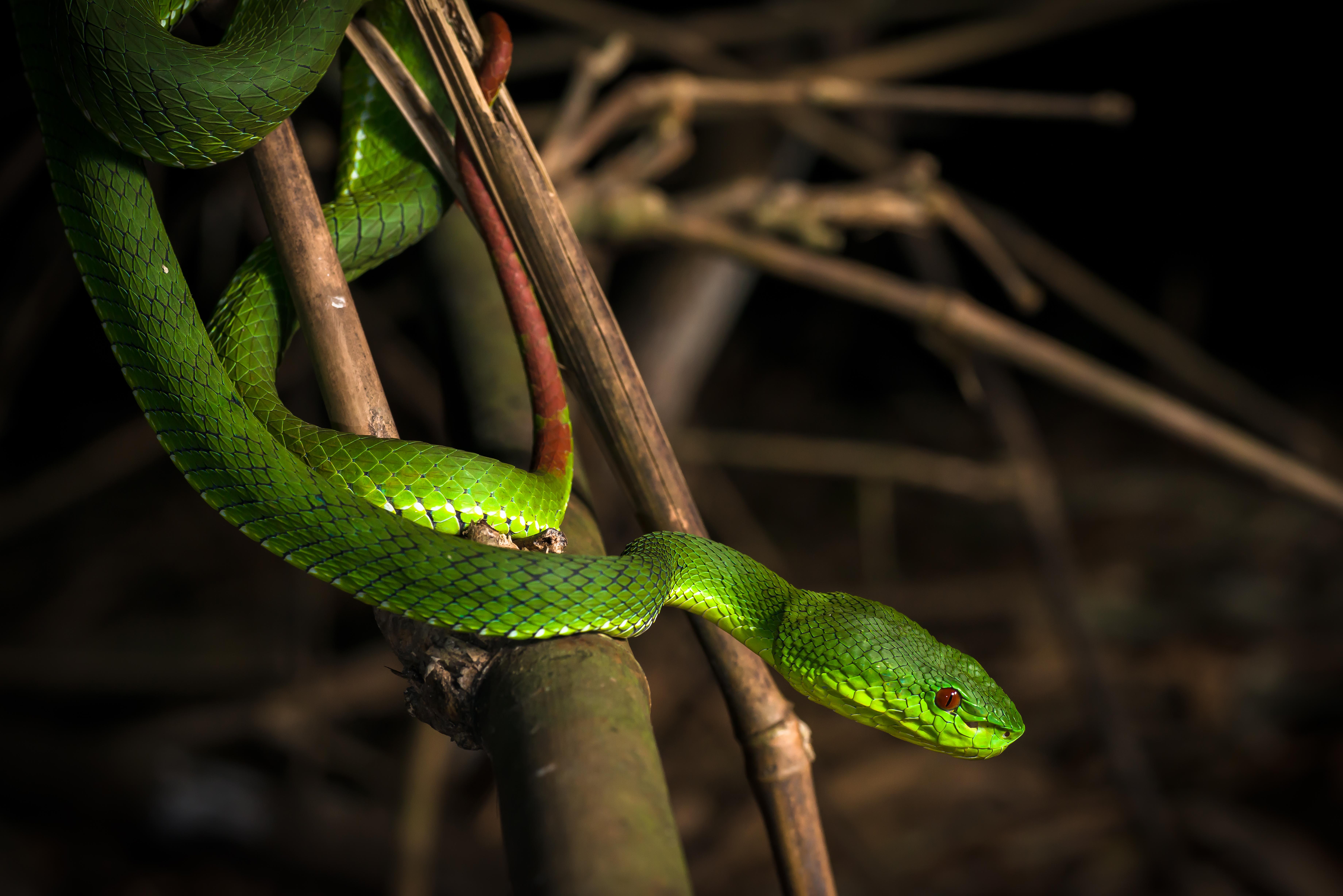 Trimeresurus Popeorum Wallpapers - Wallpaper Cave