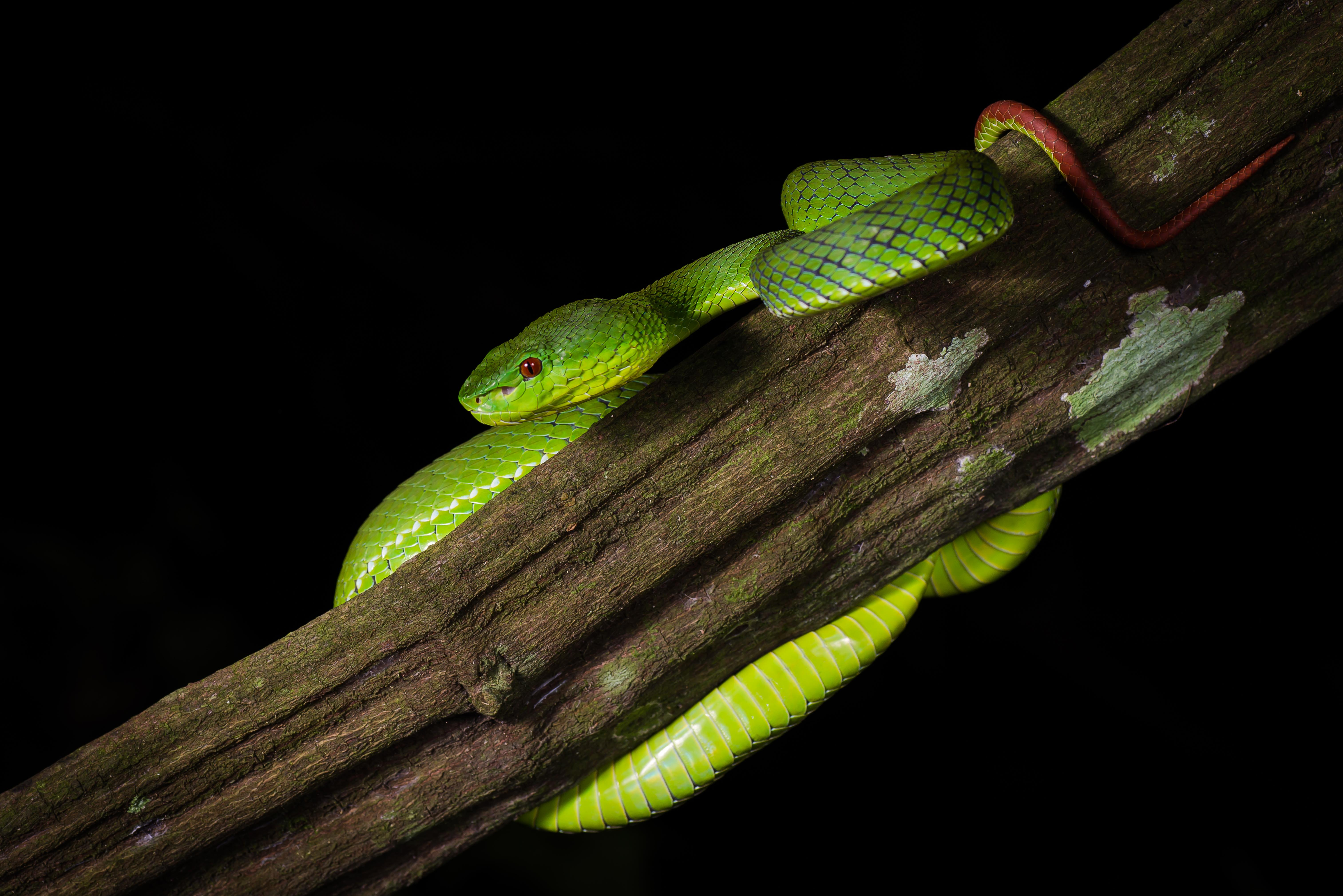 Trimeresurus Popeorum Wallpapers - Wallpaper Cave