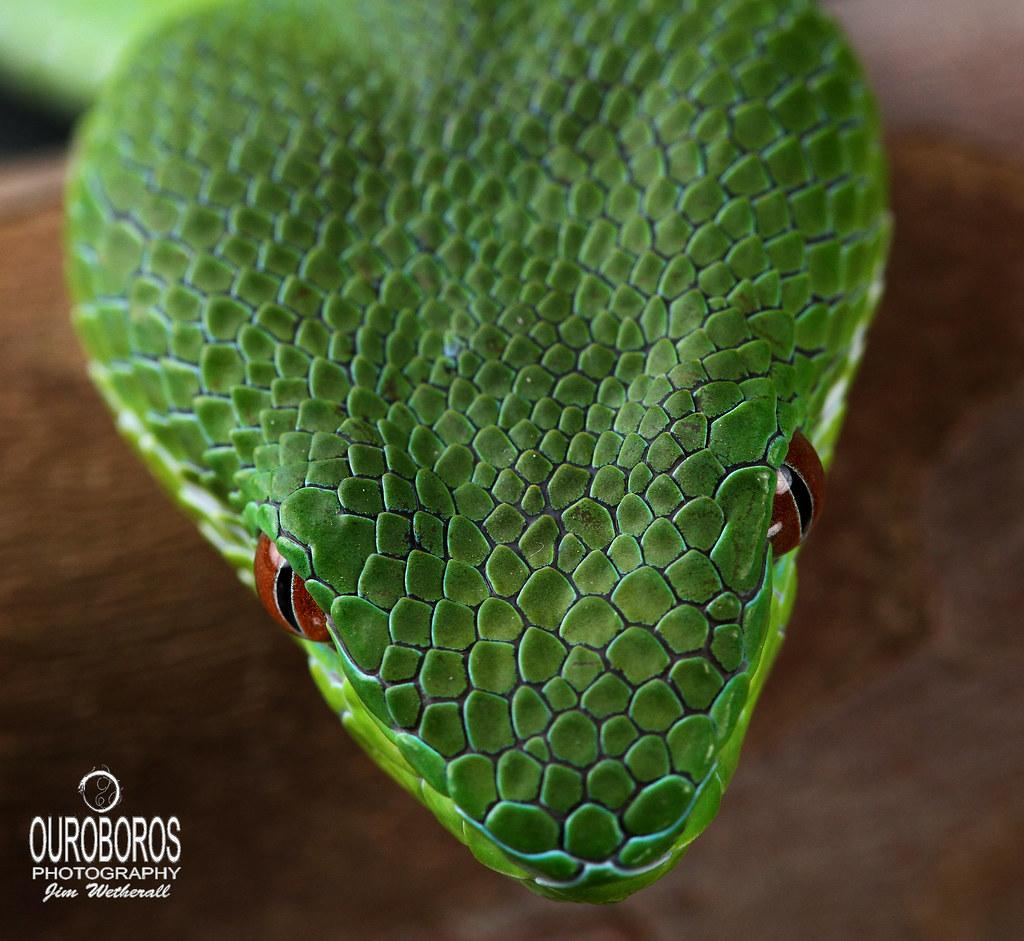 Trimeresurus Popeorum Wallpapers - Wallpaper Cave