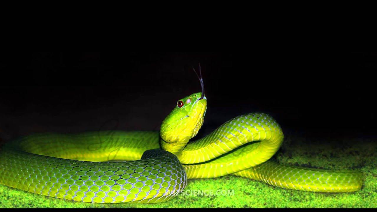 Trimeresurus Popeorum Wallpapers - Wallpaper Cave
