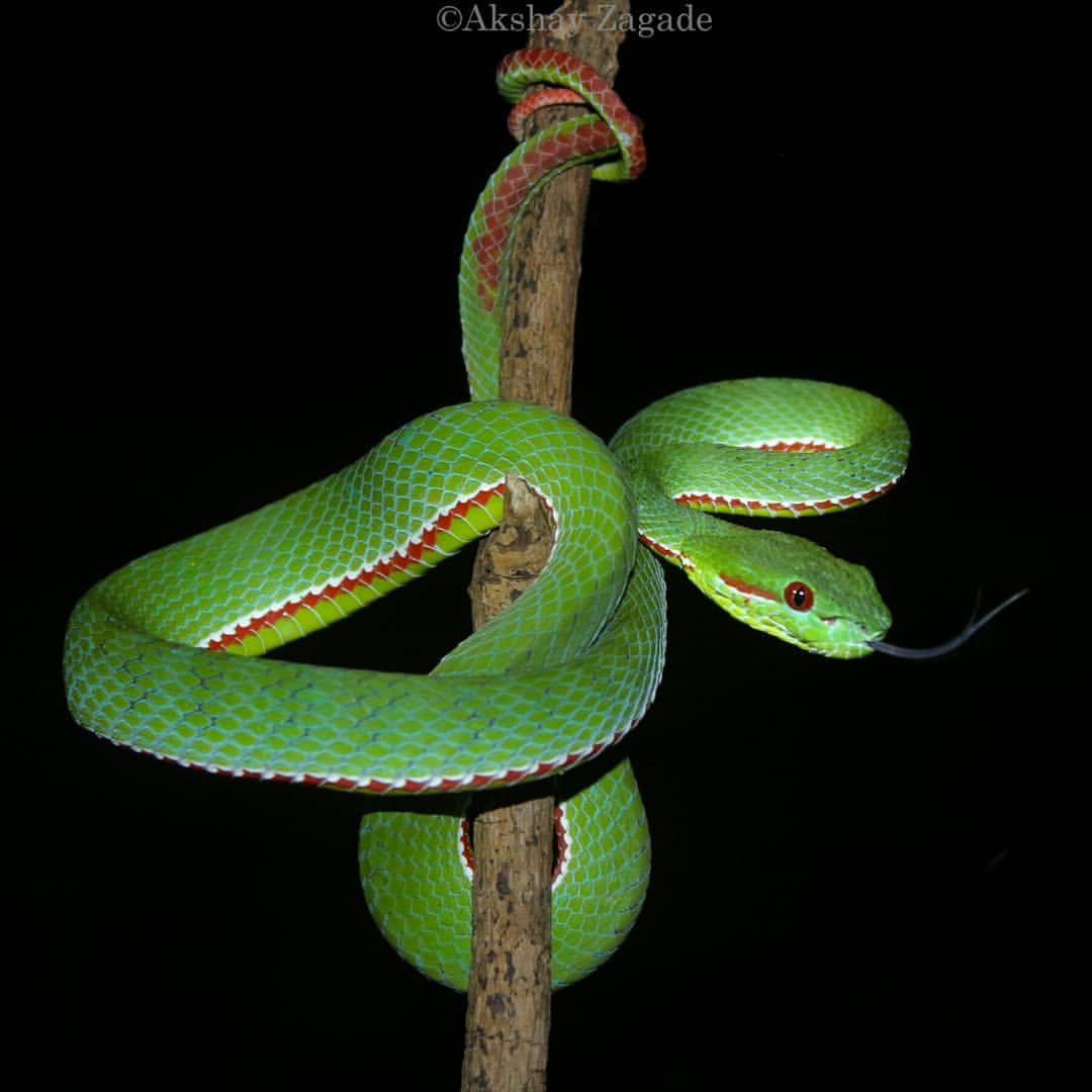 Trimeresurus Popeorum Wallpapers - Wallpaper Cave