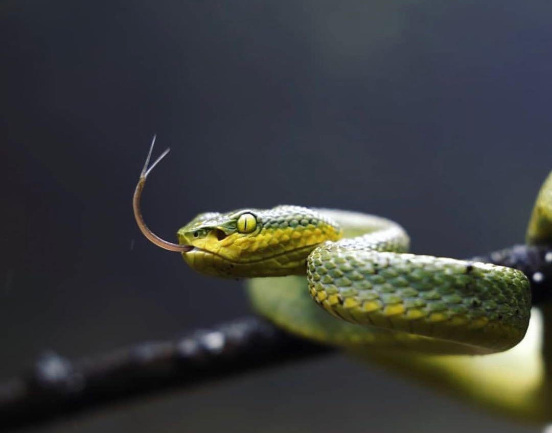 Trimeresurus Popeorum Wallpapers - Wallpaper Cave