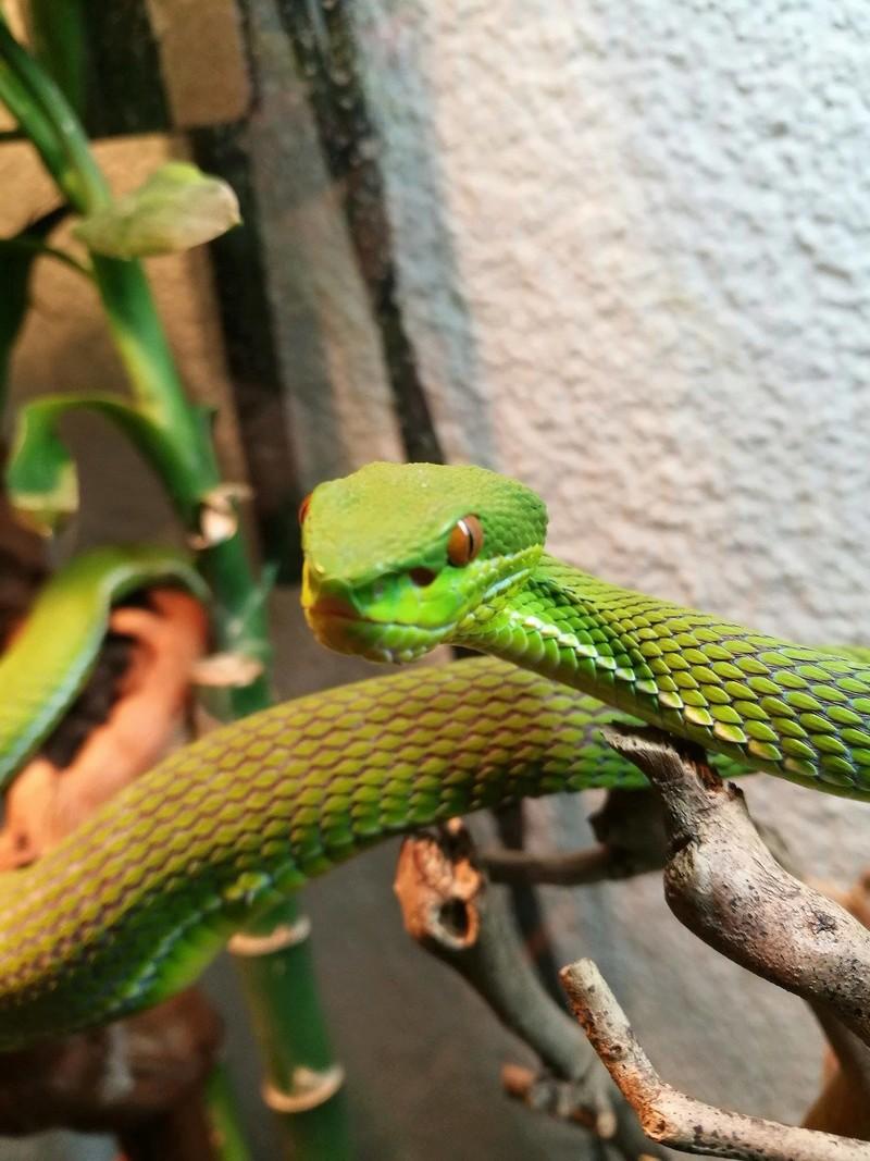 Trimeresurus Popeorum Wallpapers - Wallpaper Cave