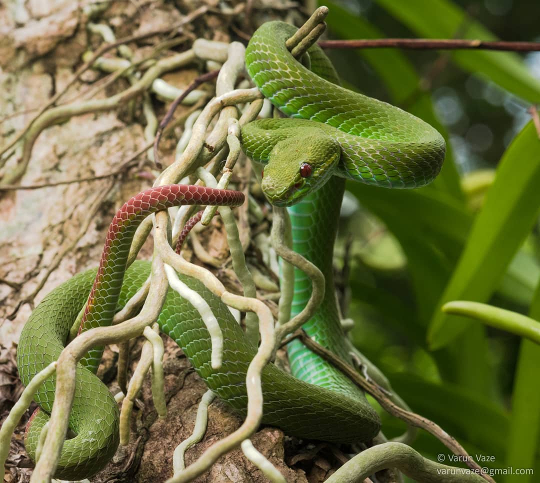 Trimeresurus Popeorum Wallpapers - Wallpaper Cave