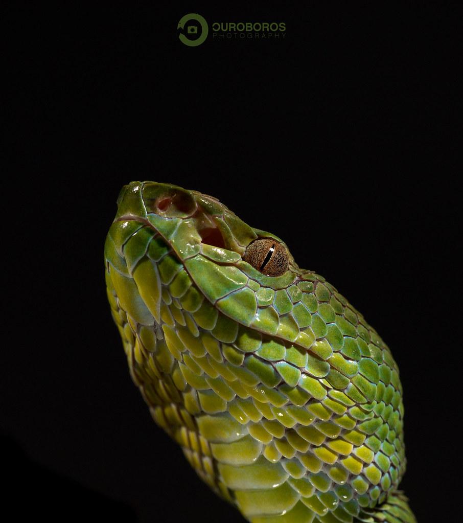 Trimeresurus Popeorum Wallpapers - Wallpaper Cave