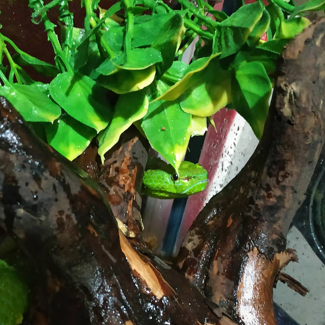 Trimeresurus Popeorum Wallpapers - Wallpaper Cave