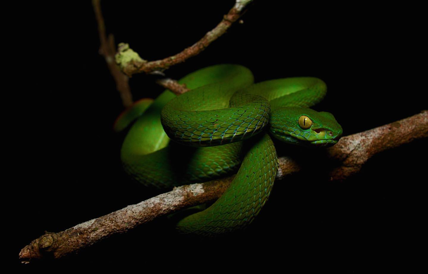 Trimeresurus Popeorum Wallpapers - Wallpaper Cave