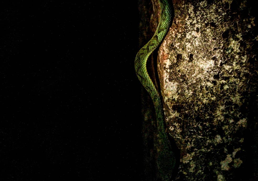 Trimeresurus Popeorum Wallpapers - Wallpaper Cave