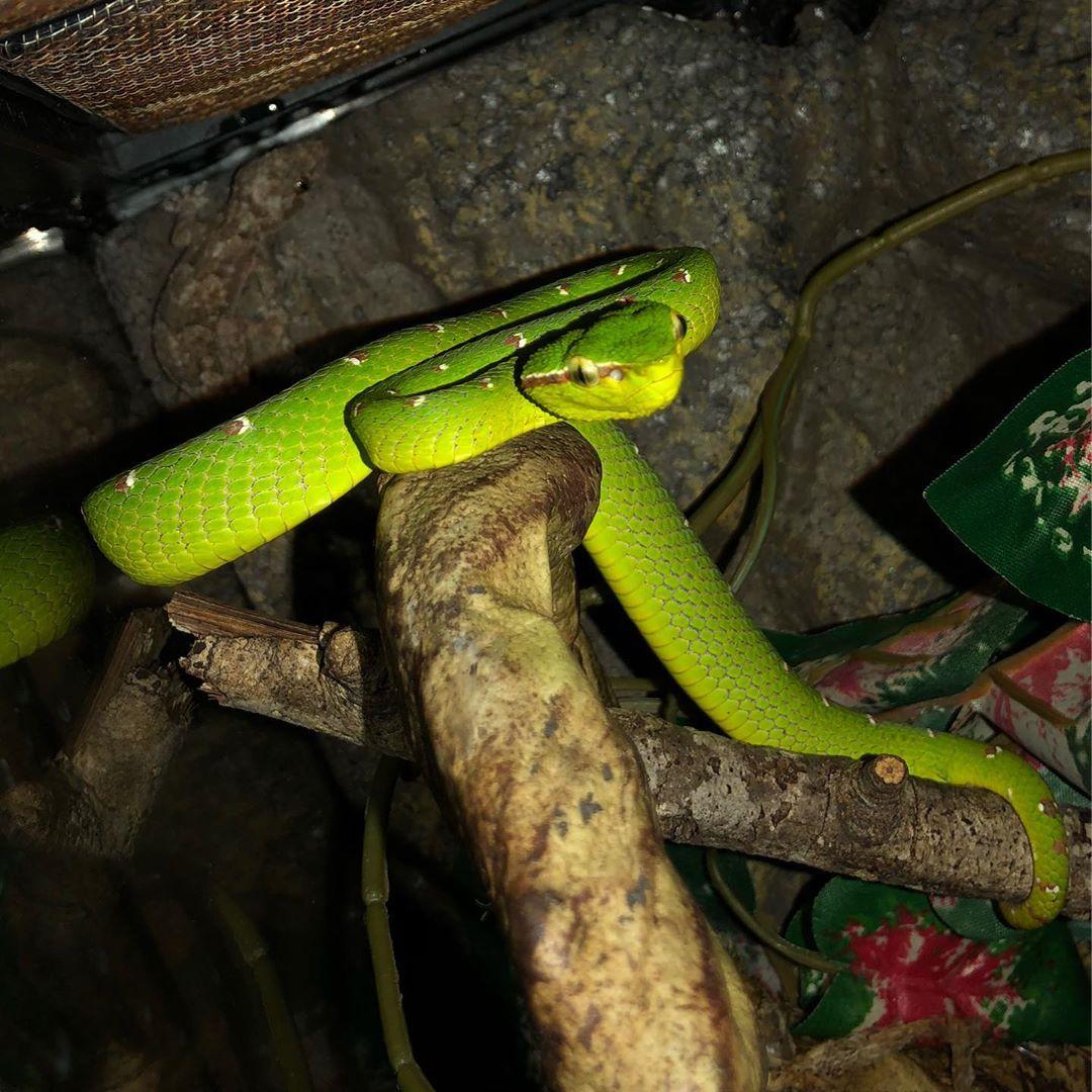 Trimeresurus Popeorum Wallpapers - Wallpaper Cave