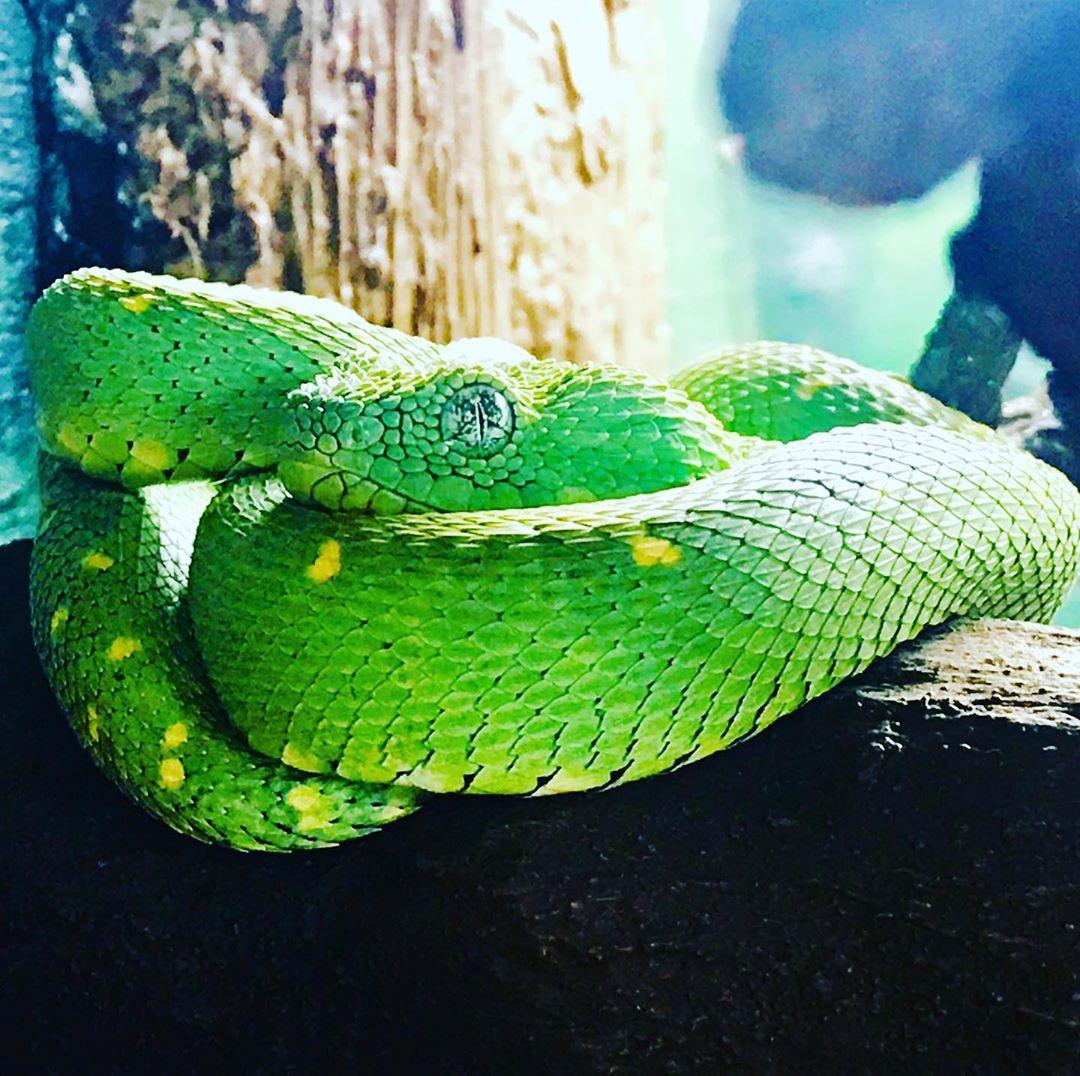 Trimeresurus Popeorum Wallpapers - Wallpaper Cave