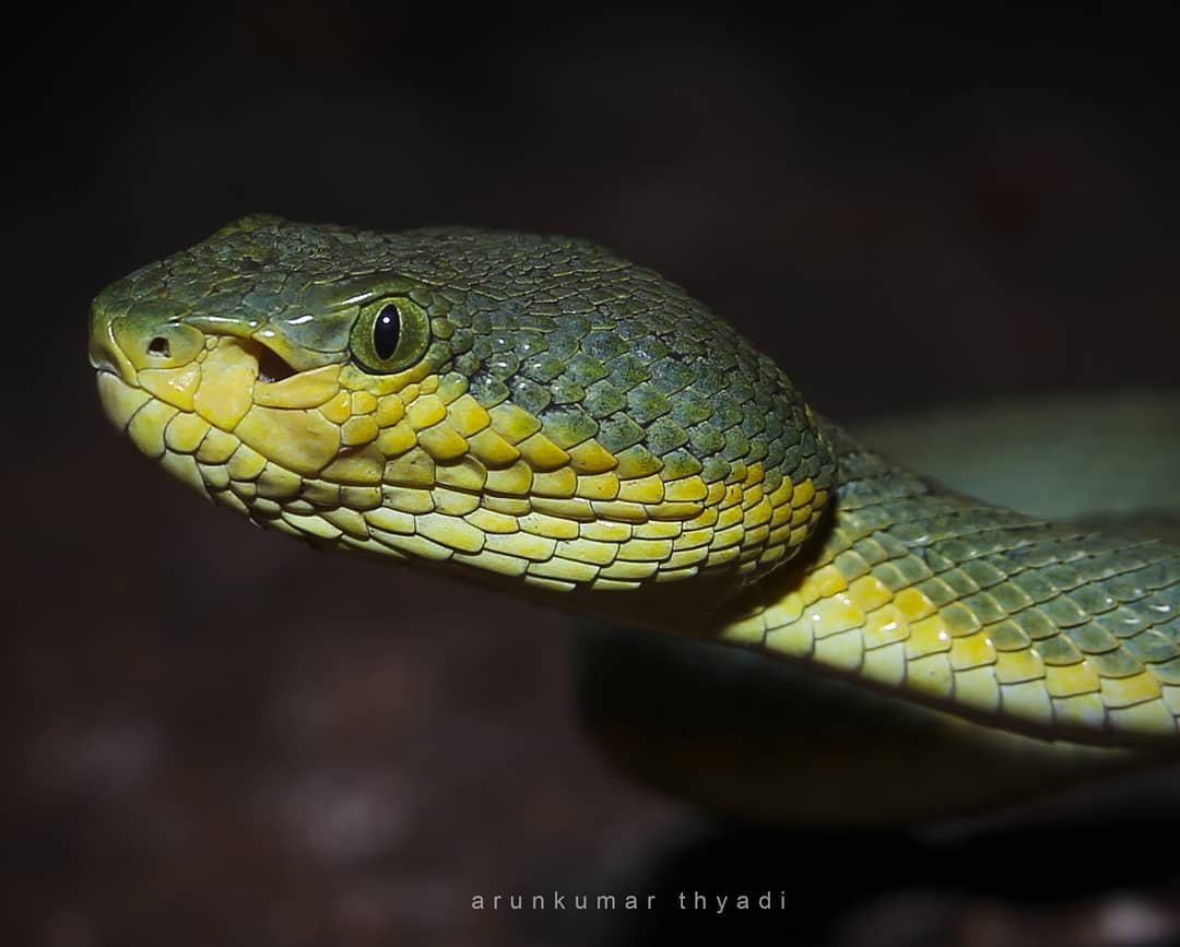Trimeresurus Popeorum Wallpapers - Wallpaper Cave