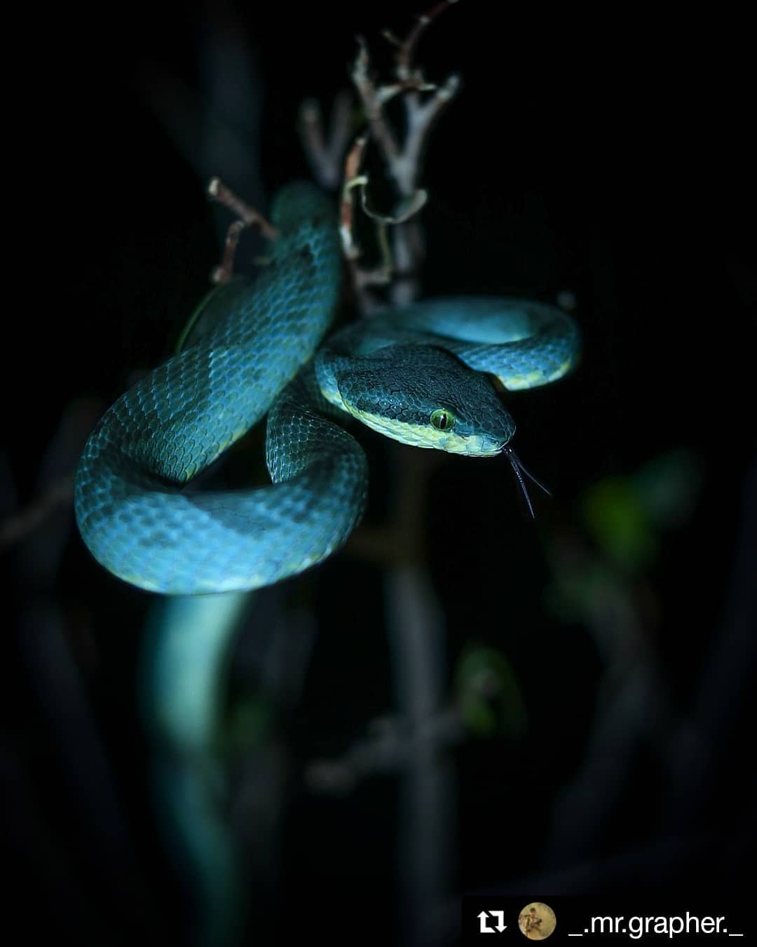 Trimeresurus Popeorum Wallpapers - Wallpaper Cave