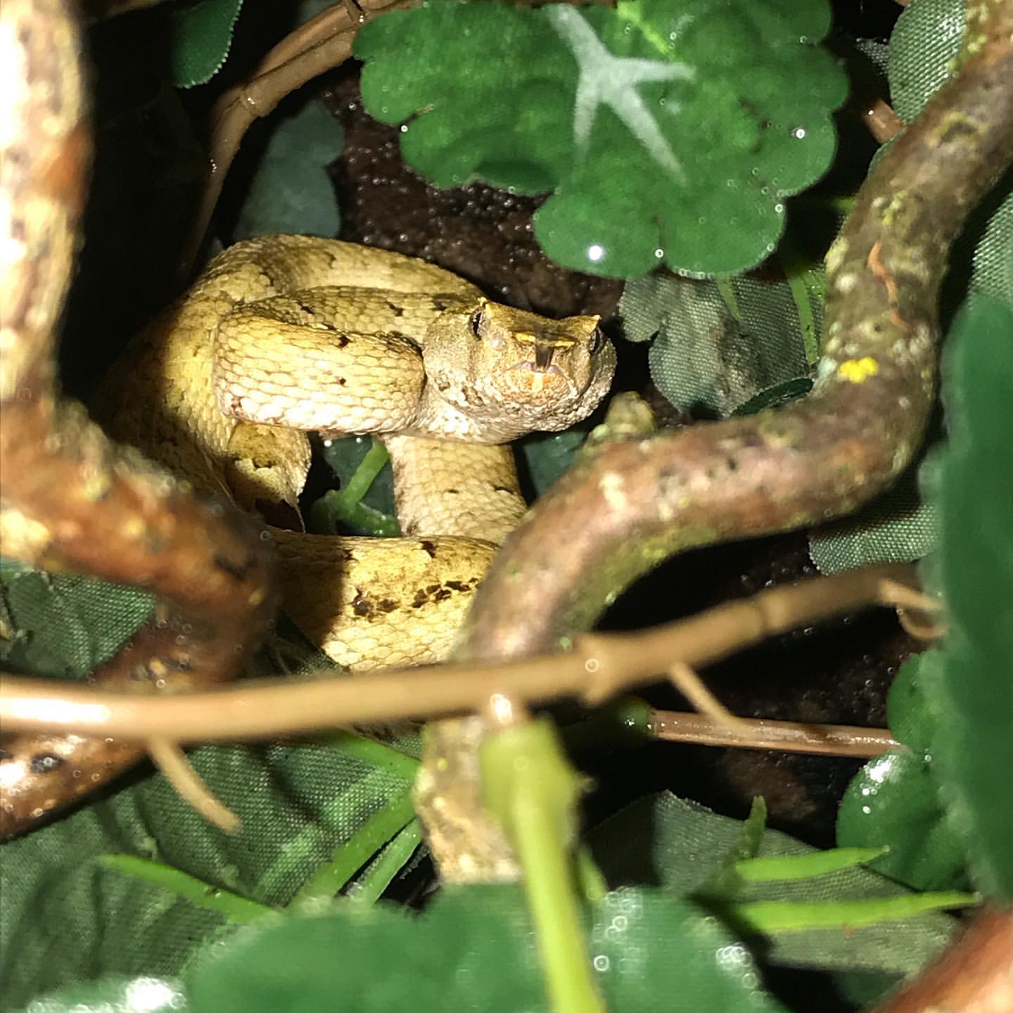 Trimeresurus Popeorum Wallpapers - Wallpaper Cave