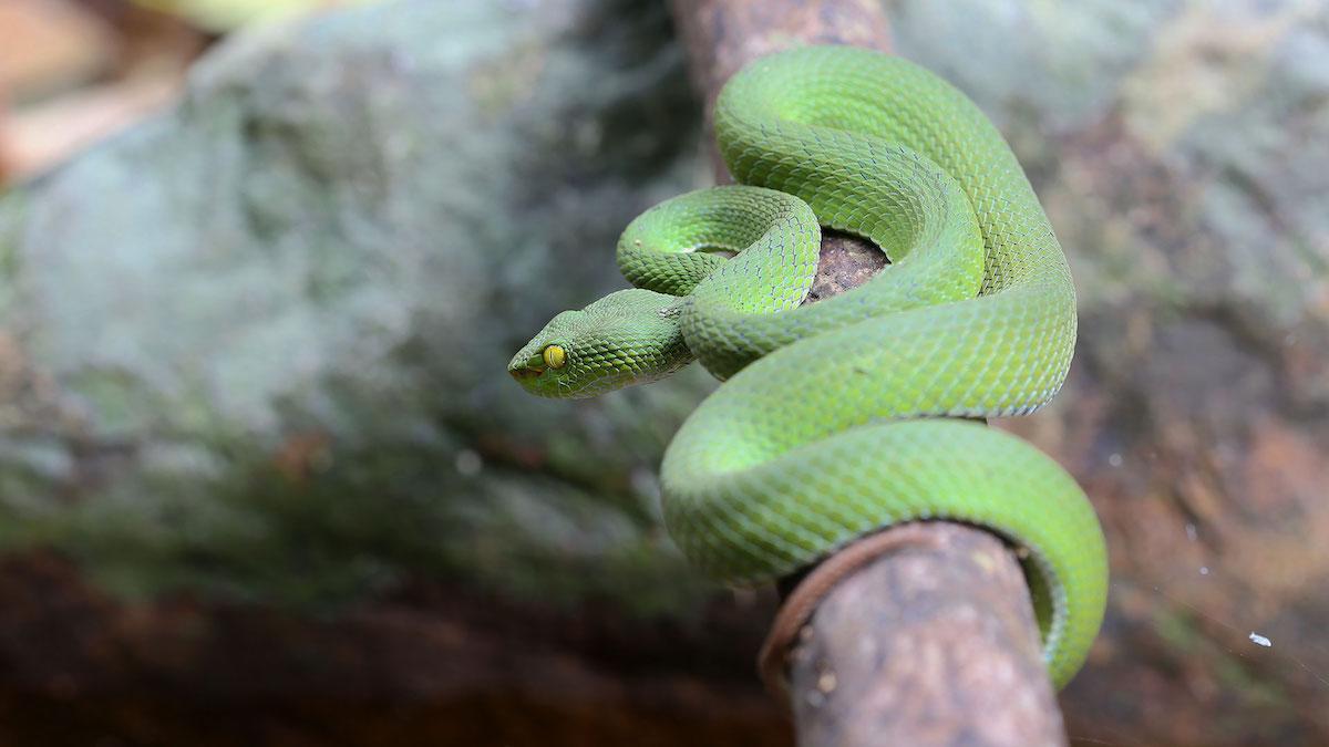 Trimeresurus Popeorum Wallpapers - Wallpaper Cave