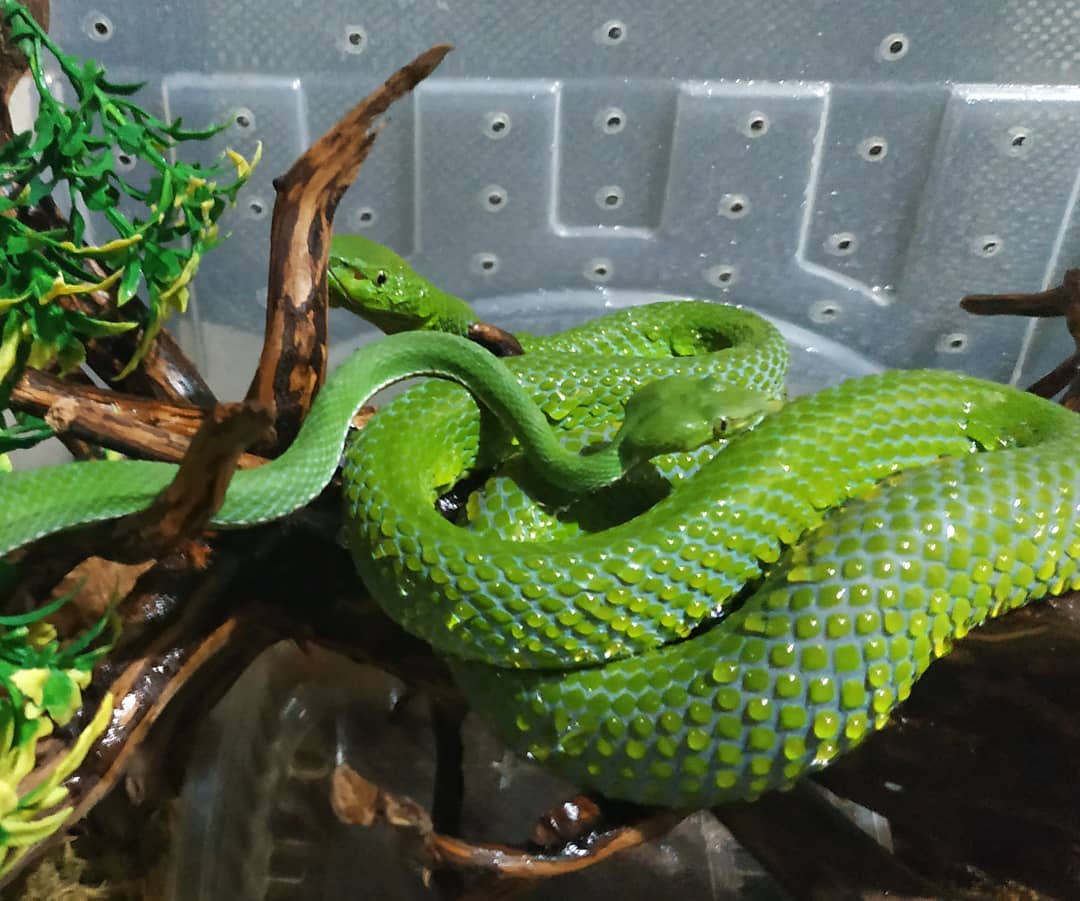 Trimeresurus Popeorum Wallpapers - Wallpaper Cave