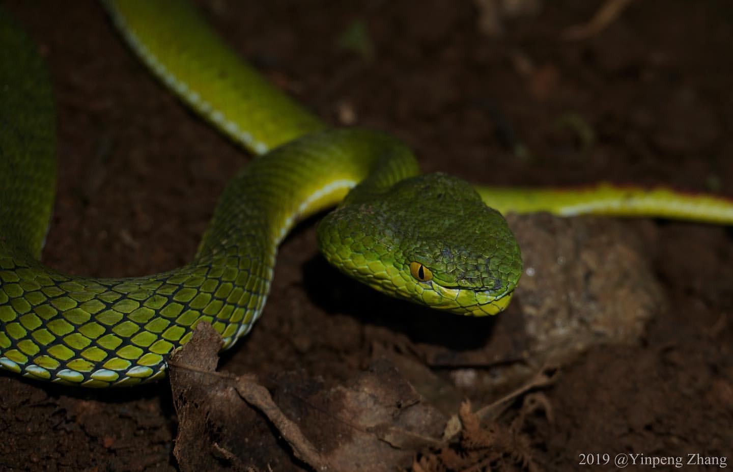 Trimeresurus Popeorum Wallpapers - Wallpaper Cave