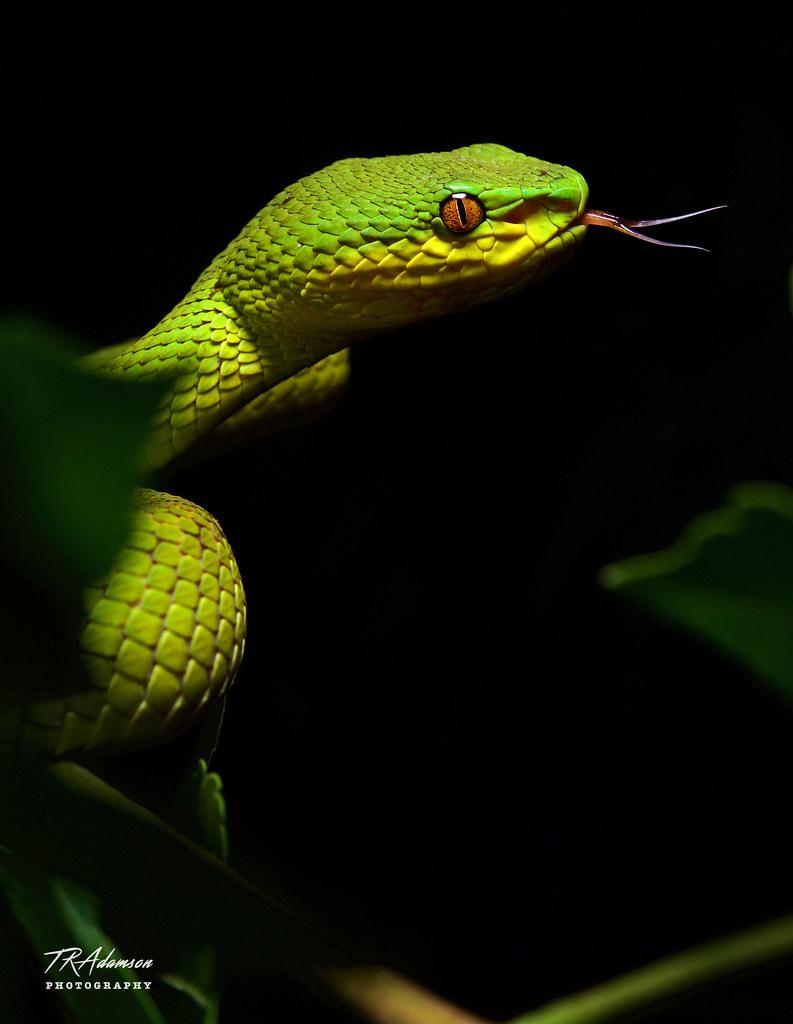 Trimeresurus Popeorum Wallpapers - Wallpaper Cave