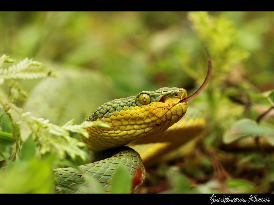 Trimeresurus Popeorum Wallpapers - Wallpaper Cave