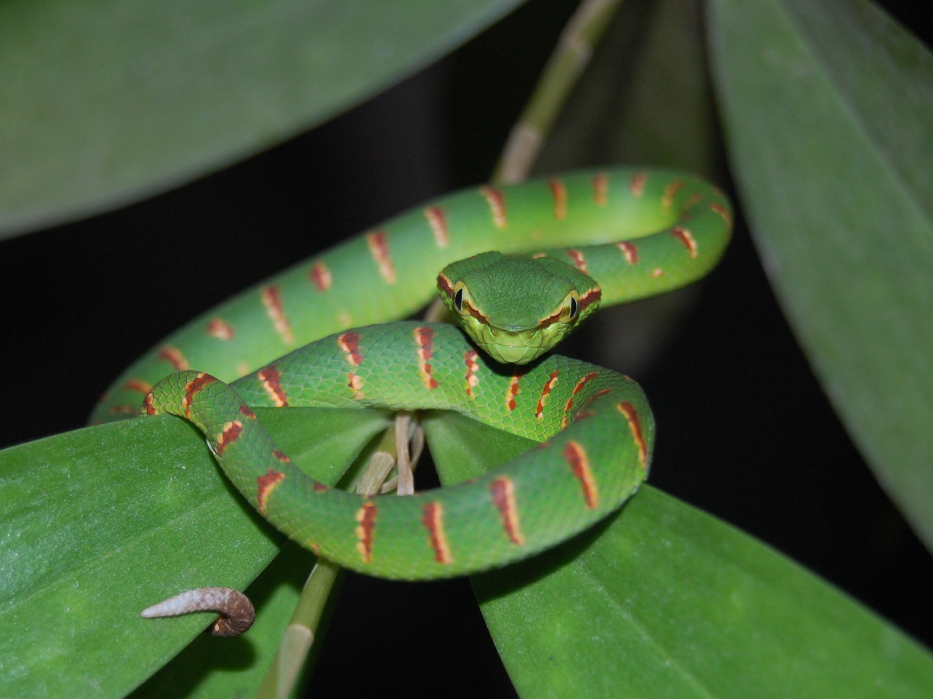 Trimeresurus Popeorum Wallpapers - Wallpaper Cave