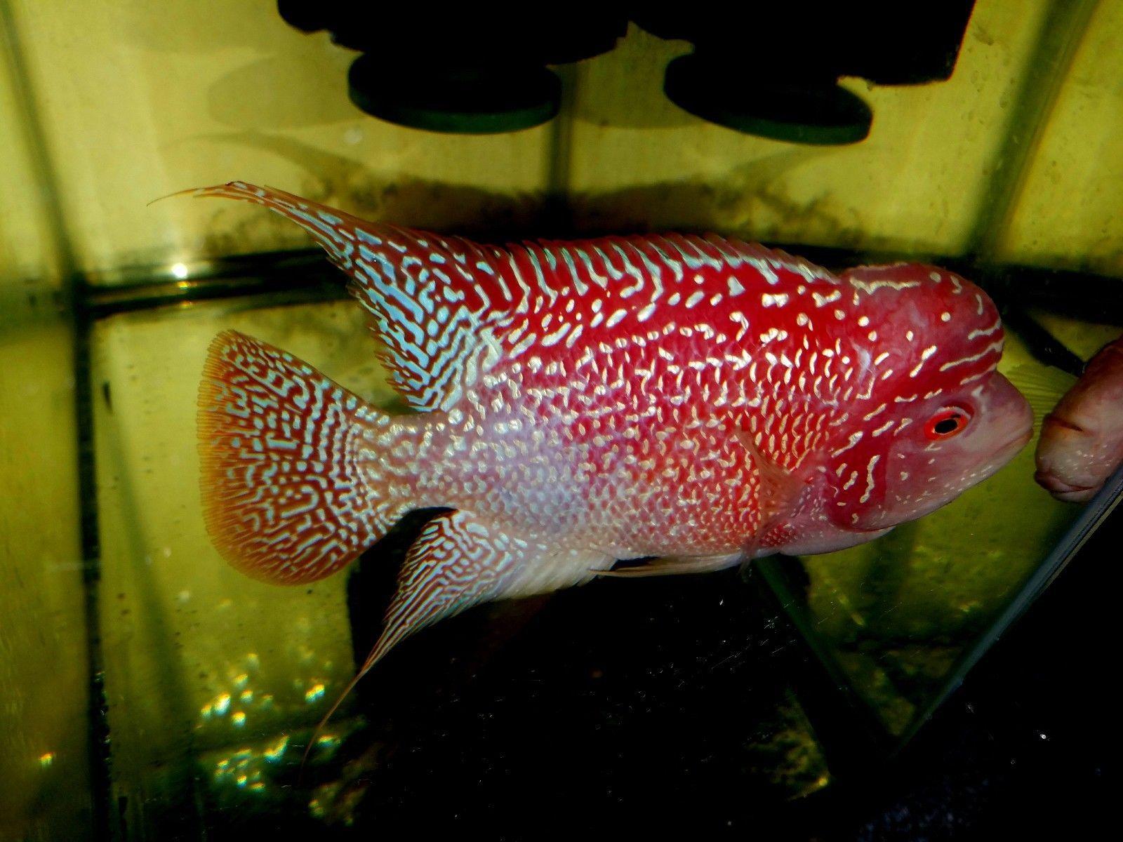 Flower Horn Fish Wallpapers - Wallpaper Cave