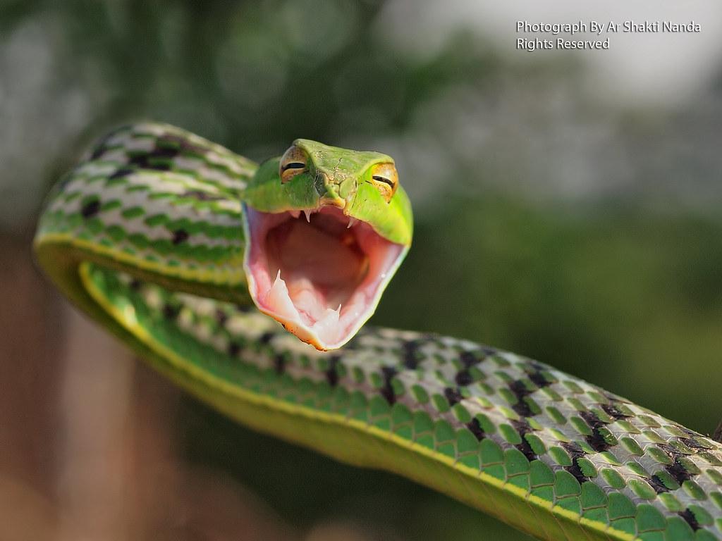 Green Vine Snake Ahaetulla Nasuta Wallpapers - Wallpaper Cave